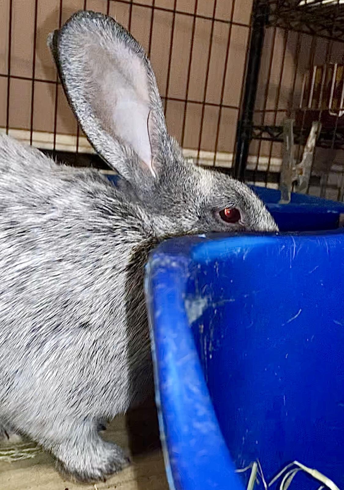 Rabbit for adoption - Airport, a Creme D'Argent in Salisbury Mills, NY ...
