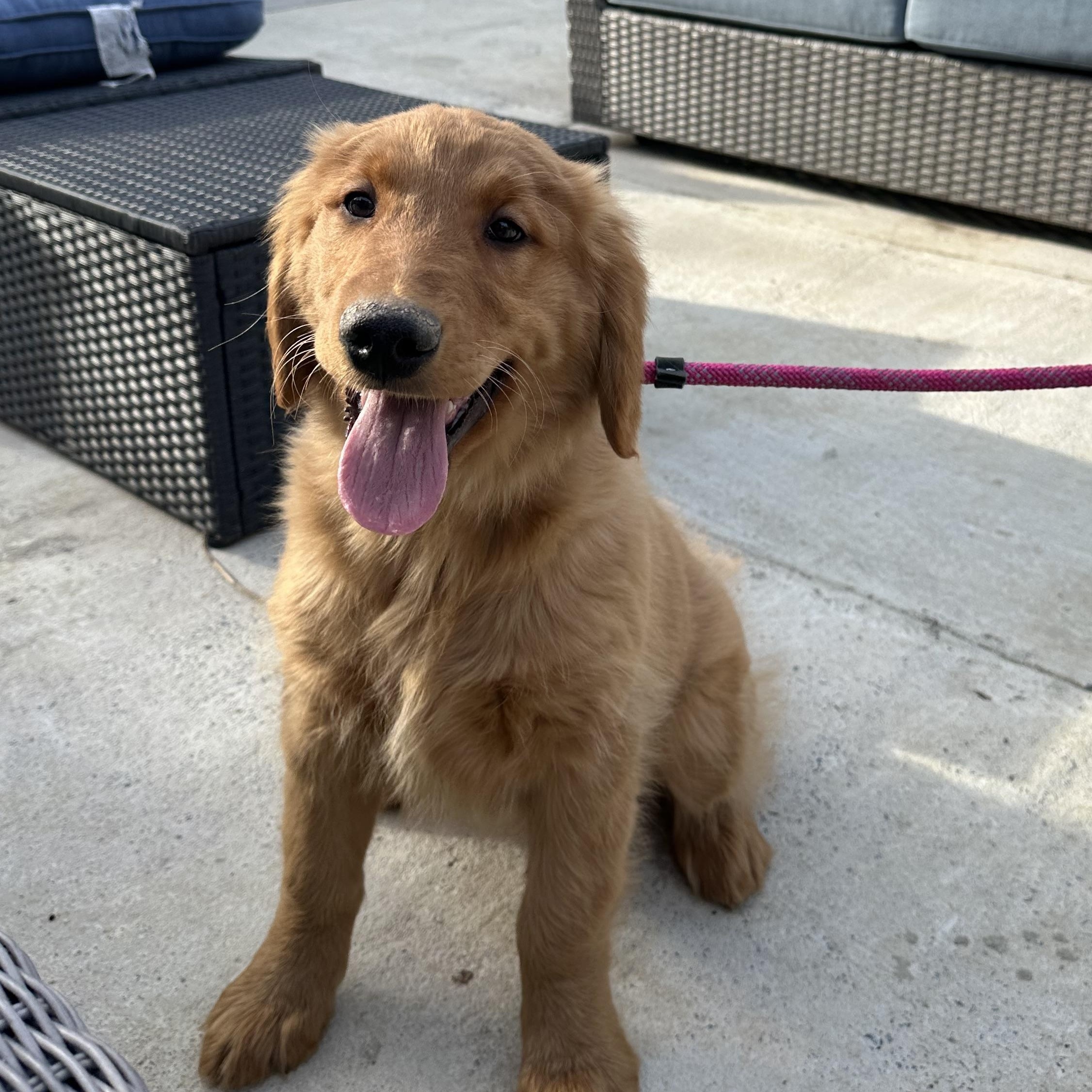 Dog for adoption - Sinatra & Preston, a Golden Retriever in Wrightstown, NJ | Petfinder