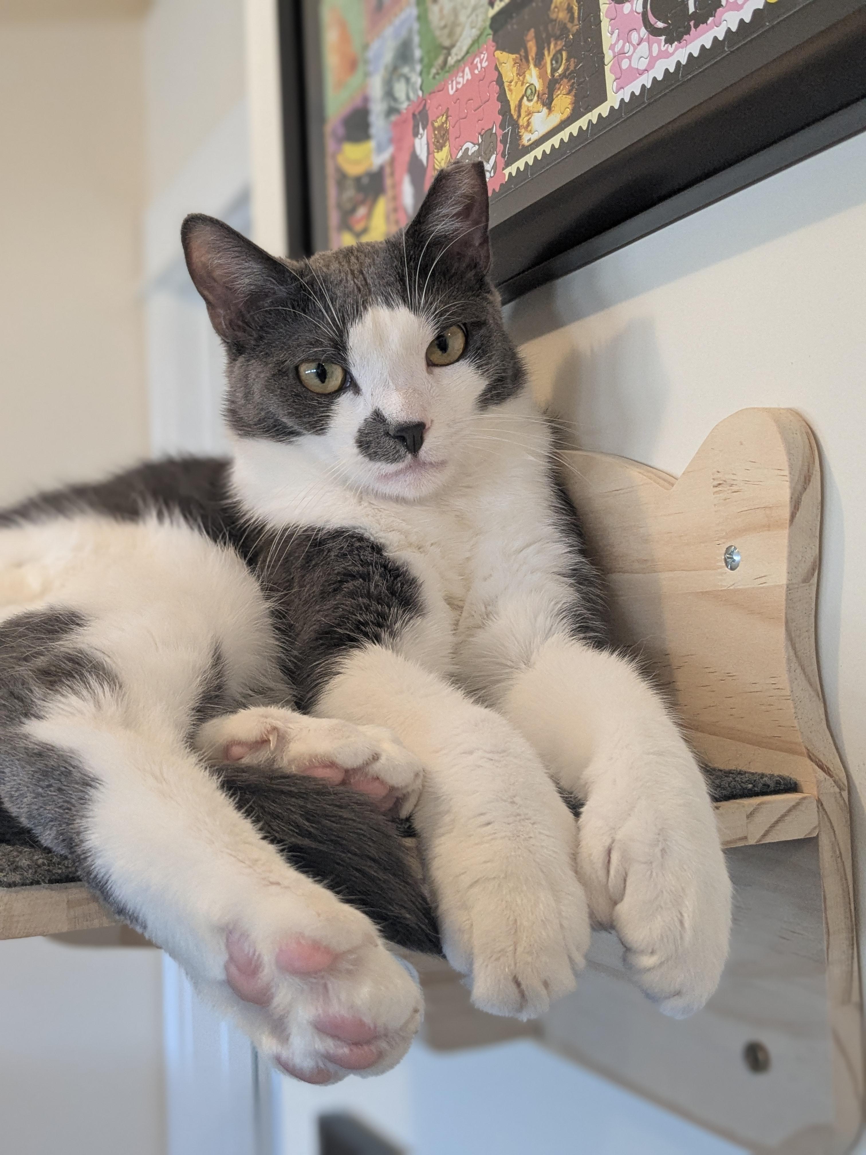 Cat for adoption - Gelato aka G-Funk, a Domestic Short Hair in Newburgh ...