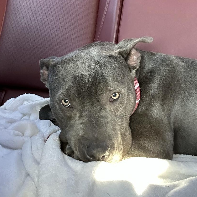 Dog for adoption - Kash - Courtesy Post, a Pit Bull Terrier Mix in Palm ...