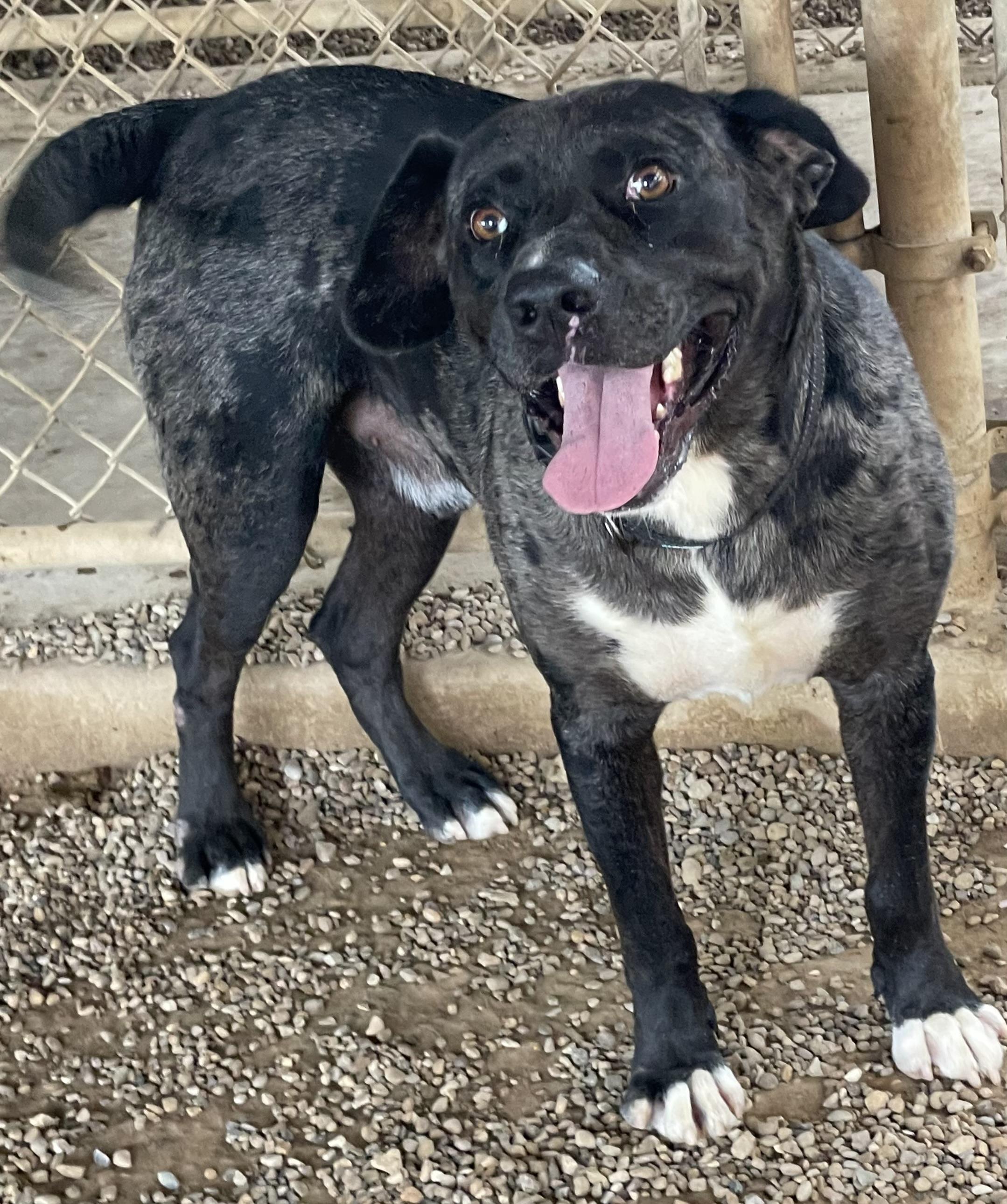 Available Dogs - The A.R.K - Animal Recycling Kennel