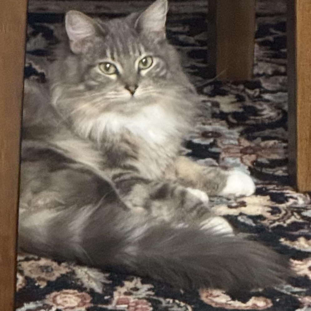 Cat for adoption - STORMY- YOUNG, a Domestic Long Hair in Prescott, AZ ...