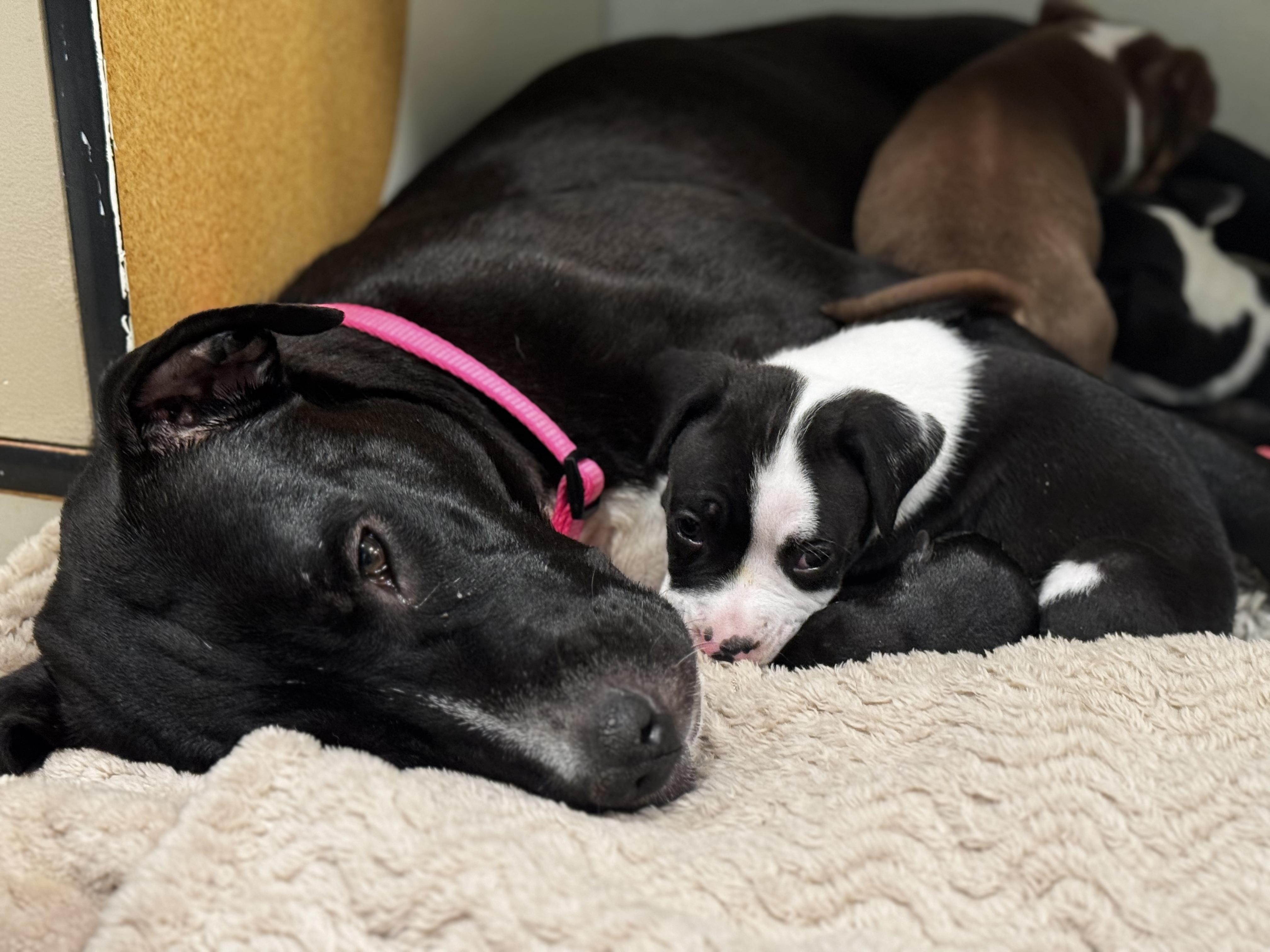 Dog for adoption - Ubuntu, a Black Labrador Retriever & Pit Bull ...