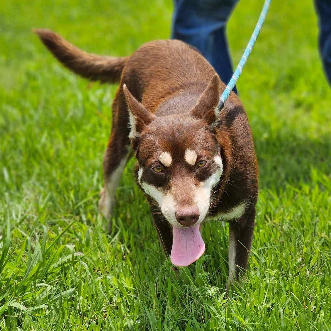 Dog for adoption - Emily, a Siberian Husky in East Moline, IL | Petfinder