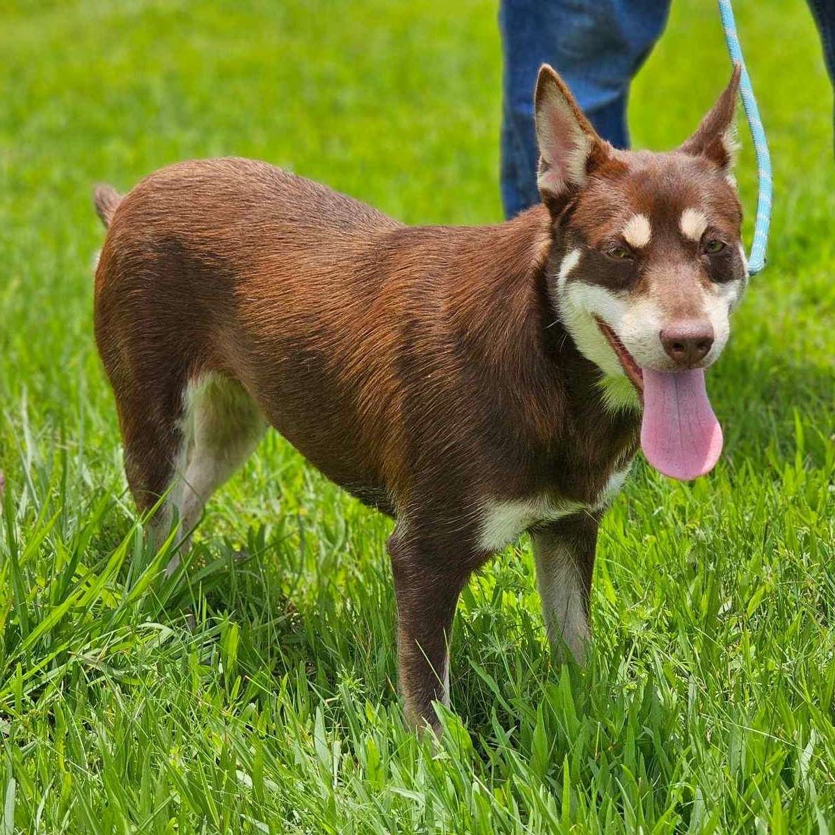 Dog for adoption - Emily, a Siberian Husky in East Moline, IL | Petfinder