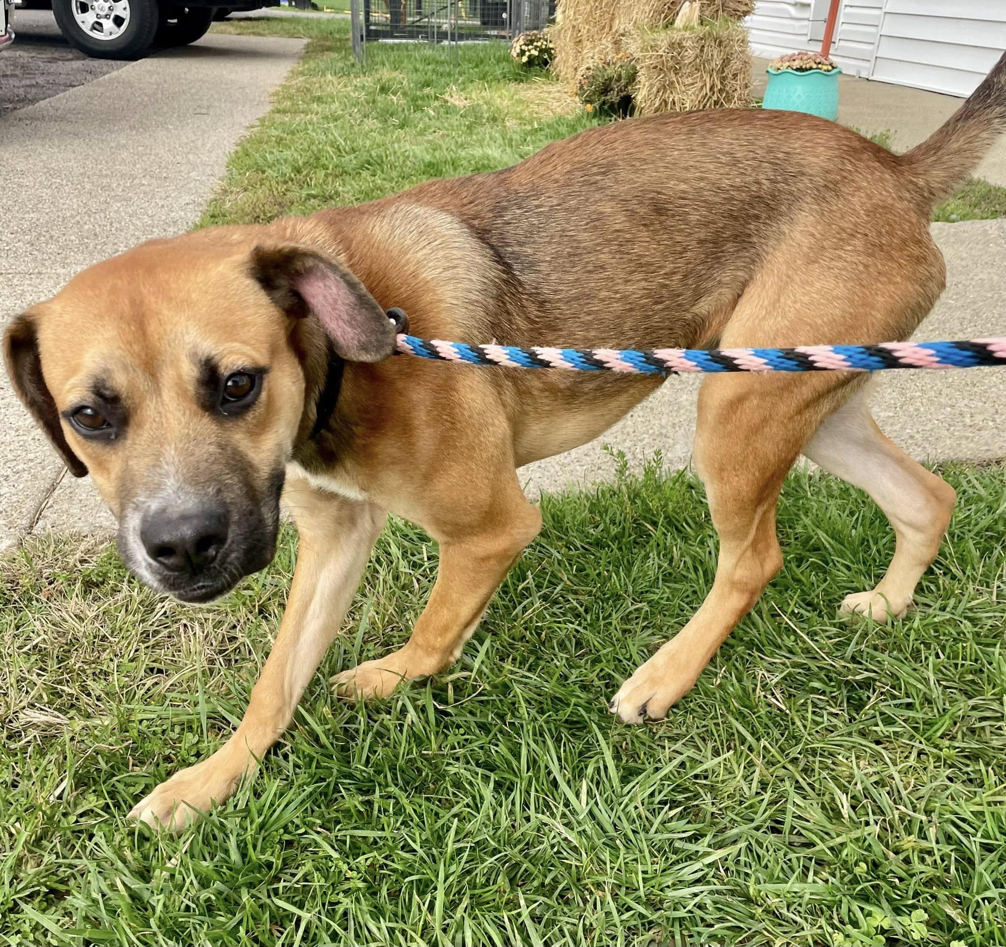 Dog for adoption - Spencer, a Mixed Breed in Cynthiana, KY | Petfinder