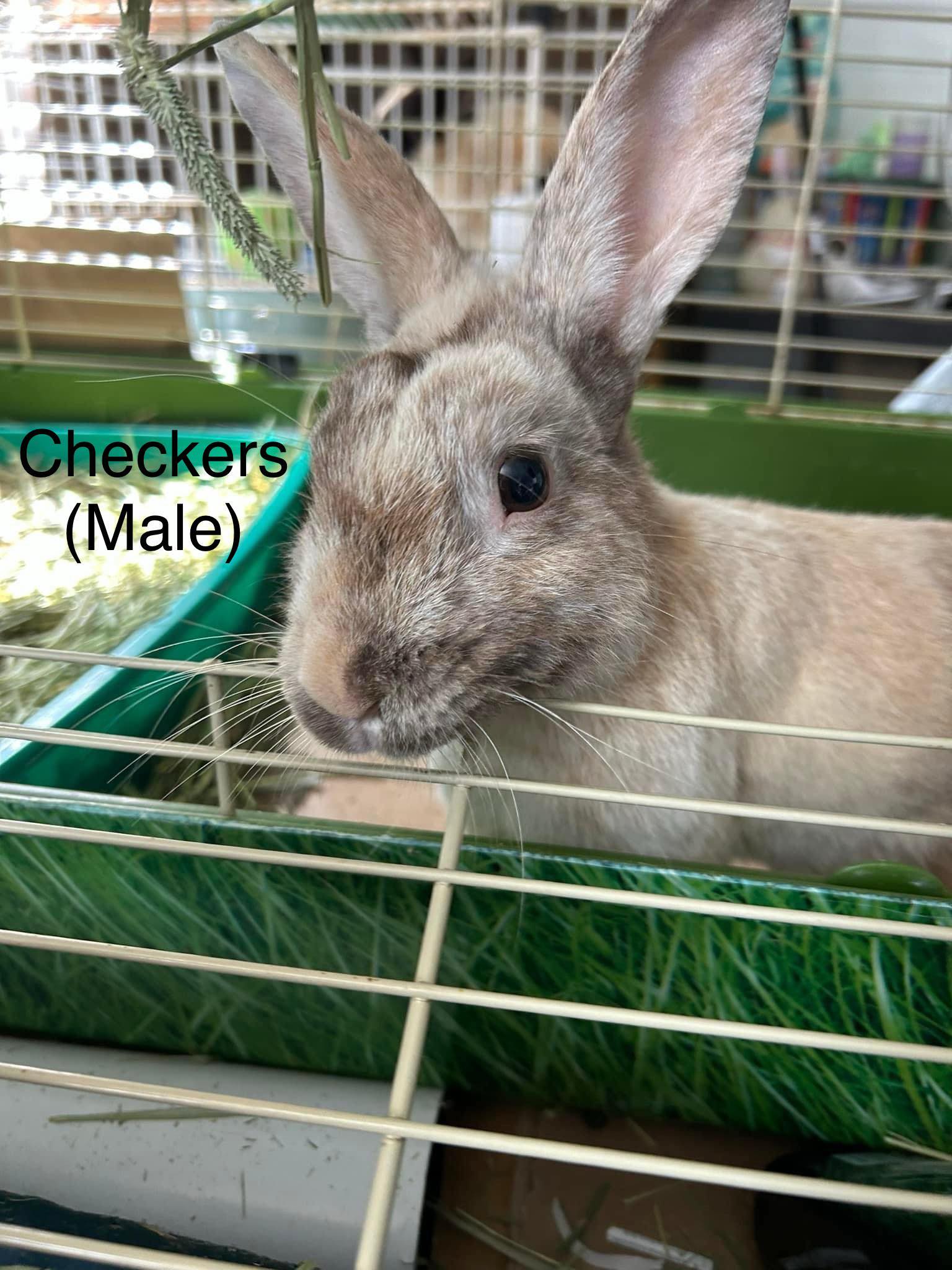 Rabbit for adoption - Checkers, a Bunny Rabbit in Paradis, LA | Petfinder