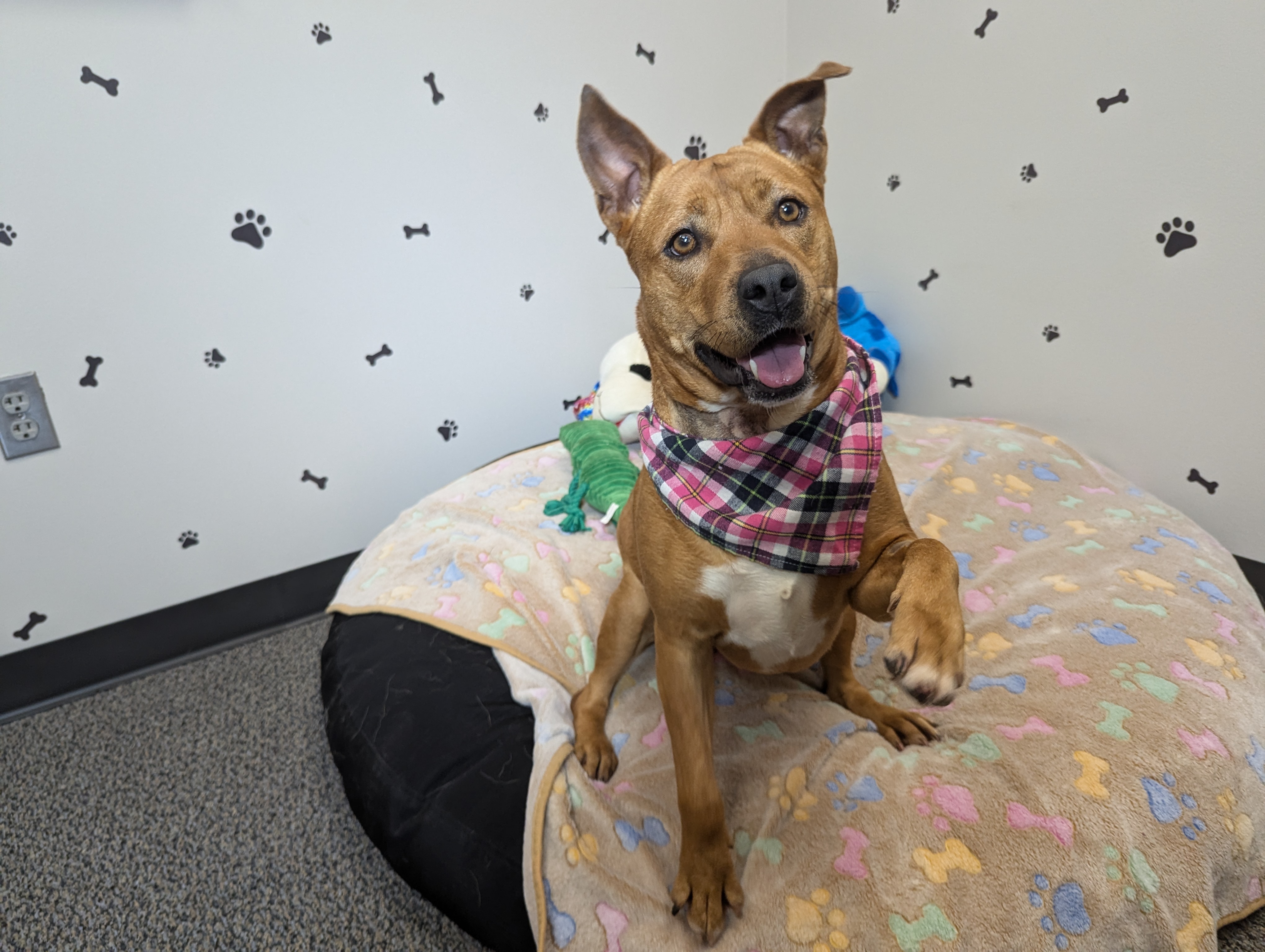 Dog for adoption - Pumpkin, a Terrier in Green River, UT | Petfinder