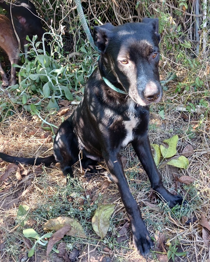 Dog for adoption - Mr. Beane, a Labrador Retriever & Shepherd Mix in ...