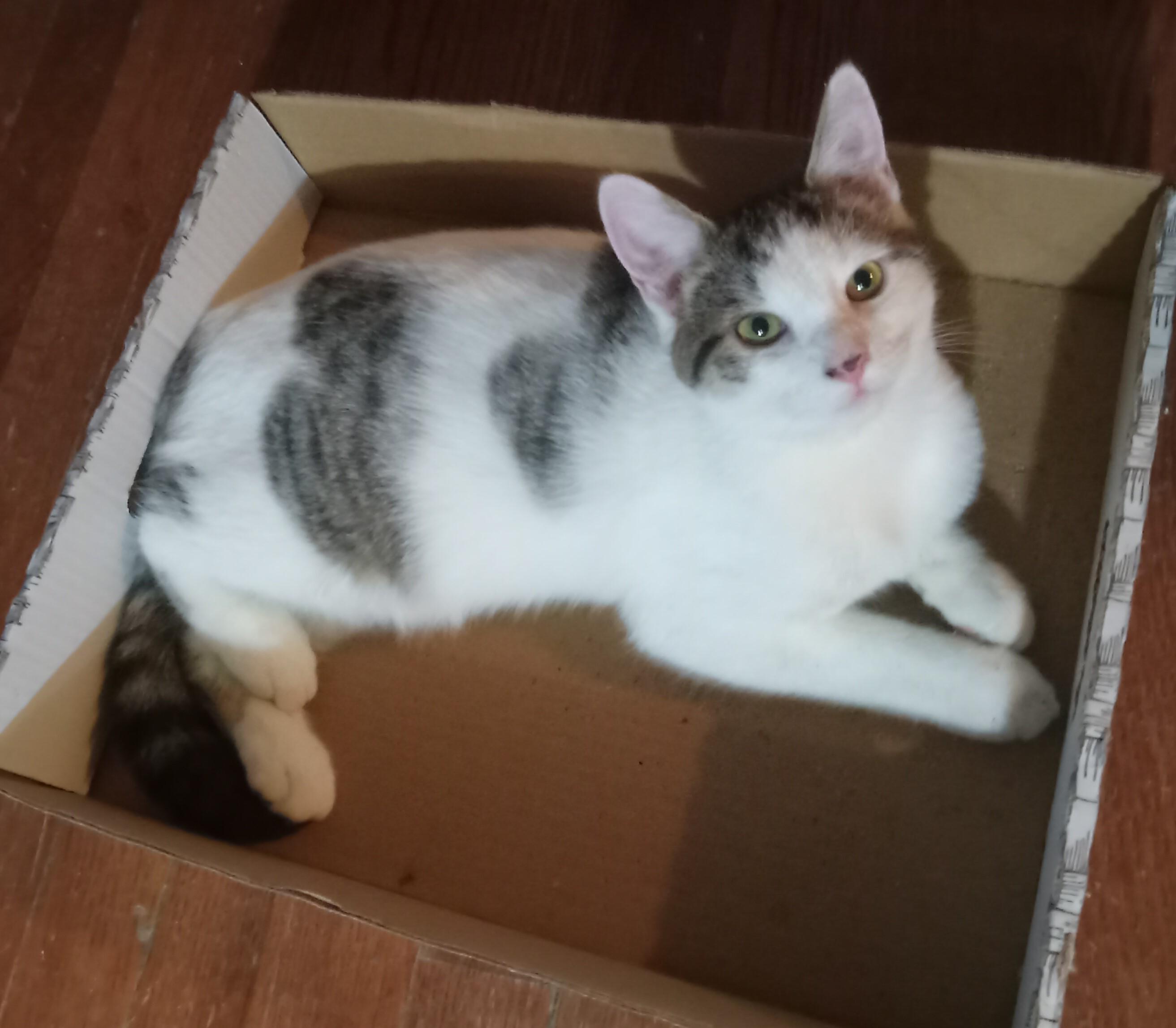 Cat for adoption - FLIP, a Domestic Short Hair in Highland Park, NJ ...