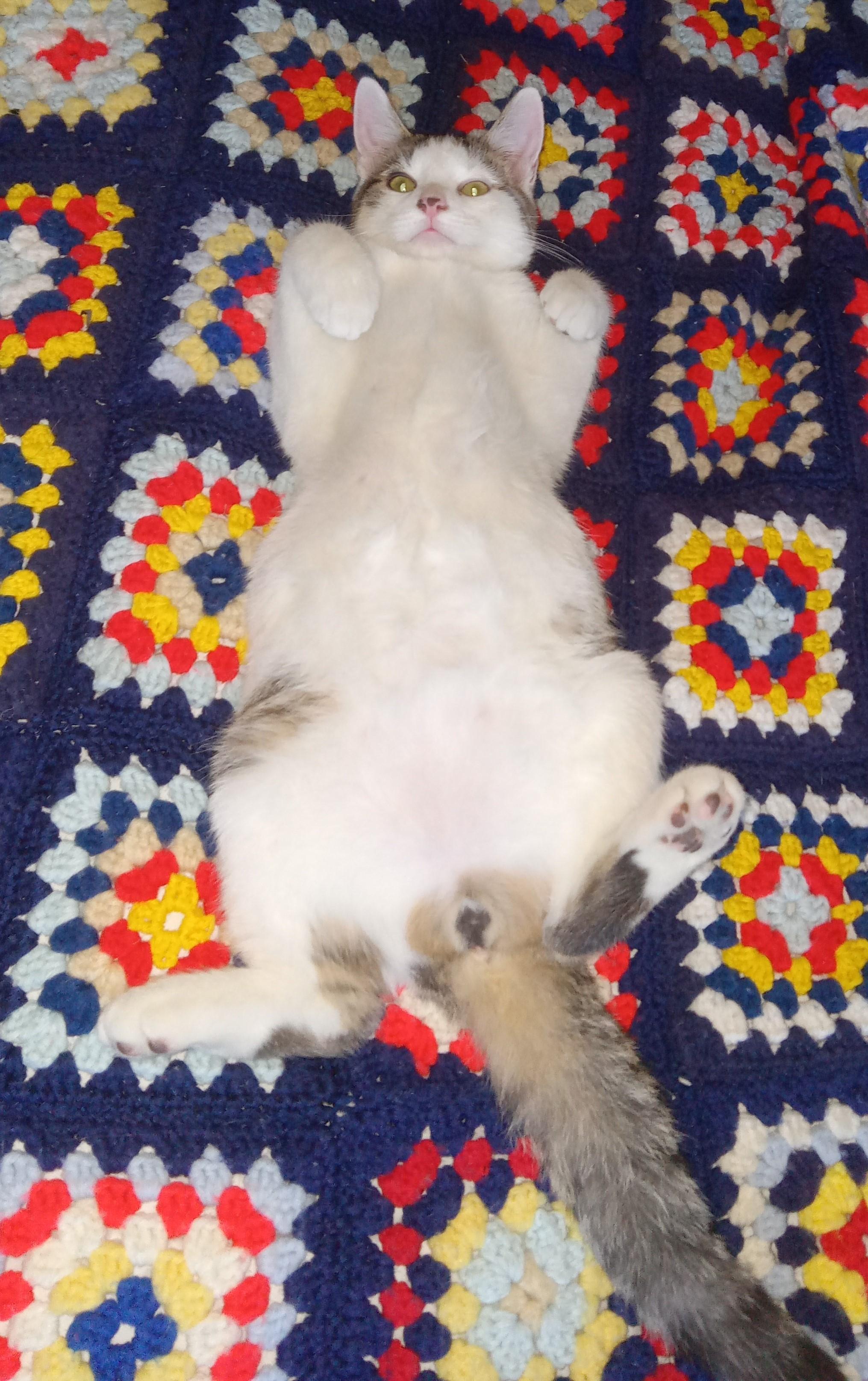 Cat for adoption - FLIP, a Domestic Short Hair in Highland Park, NJ ...