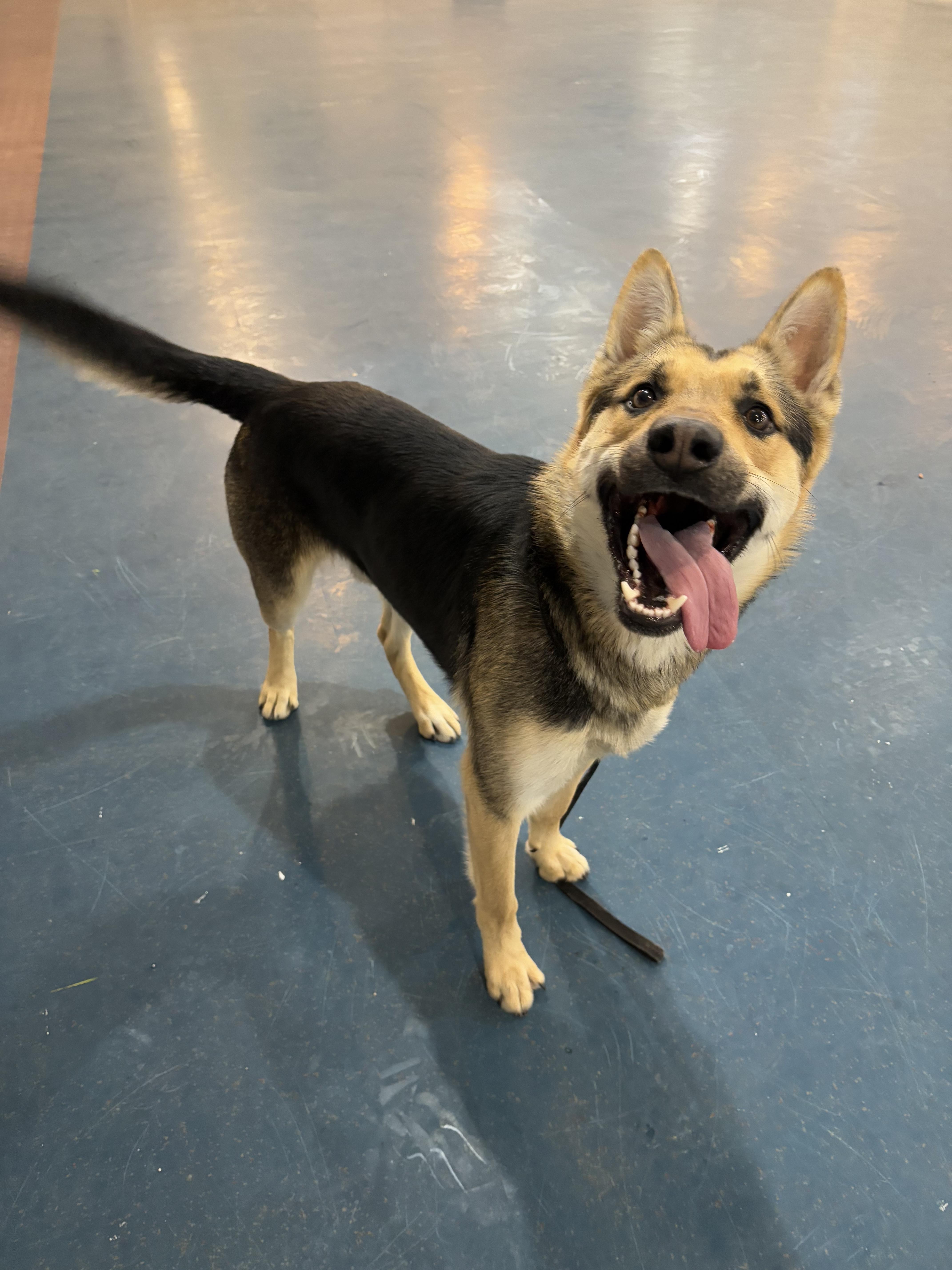 Dog for adoption - Bullet, a German Shepherd Dog Mix in Wooster, OH ...