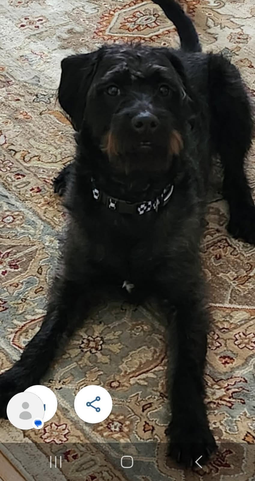 Dog for adoption - Eddie, a Poodle & Terrier Mix in Bayville, NJ ...