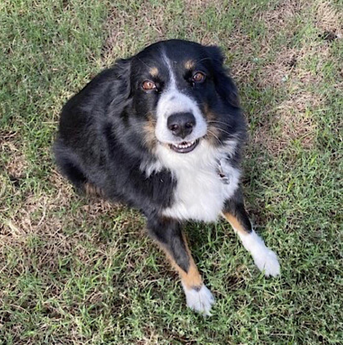 Dog for adoption - Kody, an Australian Shepherd in Oklahoma City, OK ...