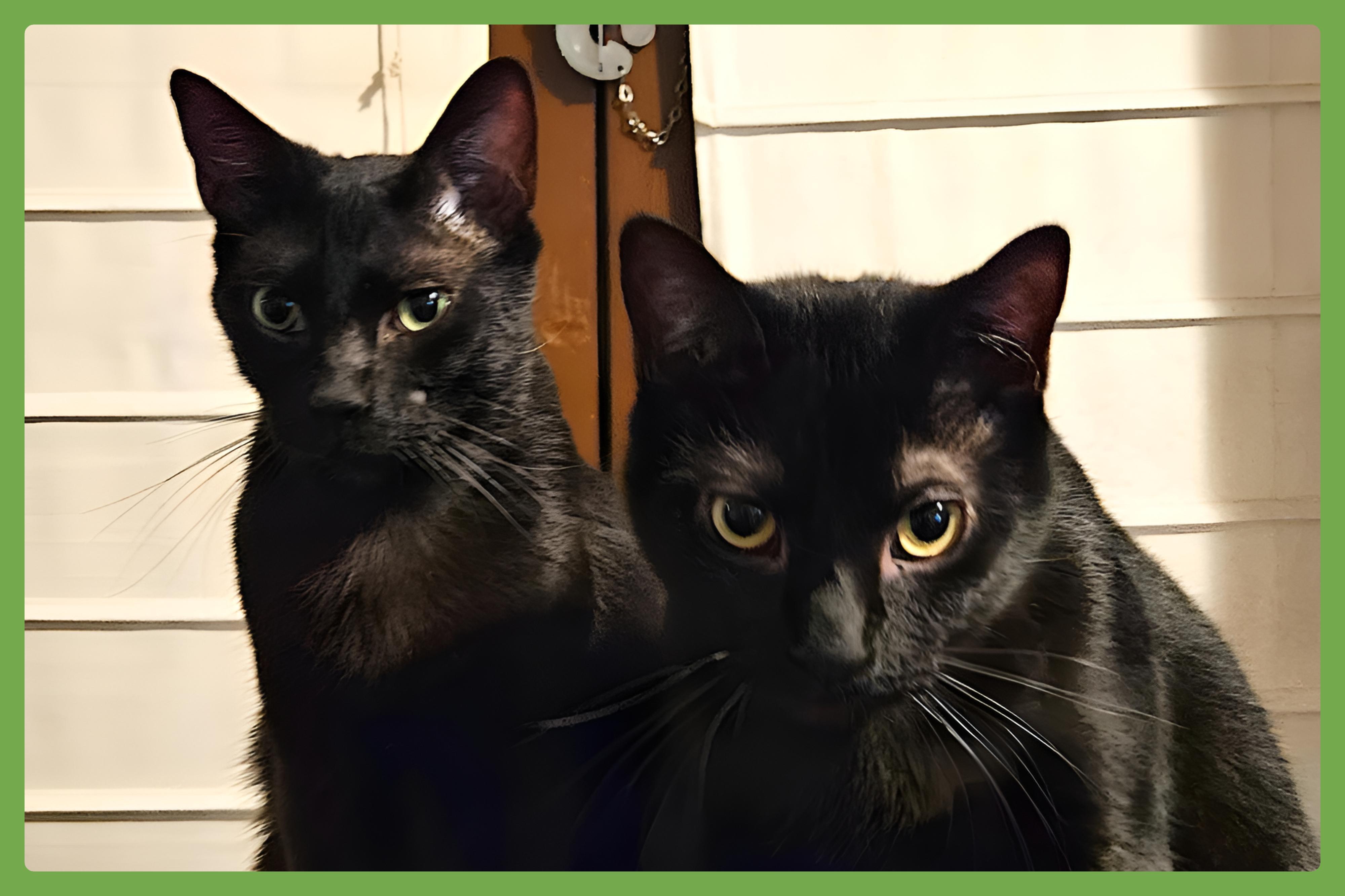 Cat for adoption - Charlie and Peanut, a Domestic Short Hair in New Orleans, LA | Petfinder