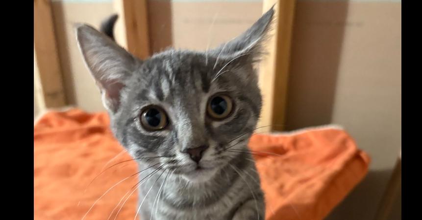 Adopt Essy in Wheaton | Domestic Short Hair cat | Buddy