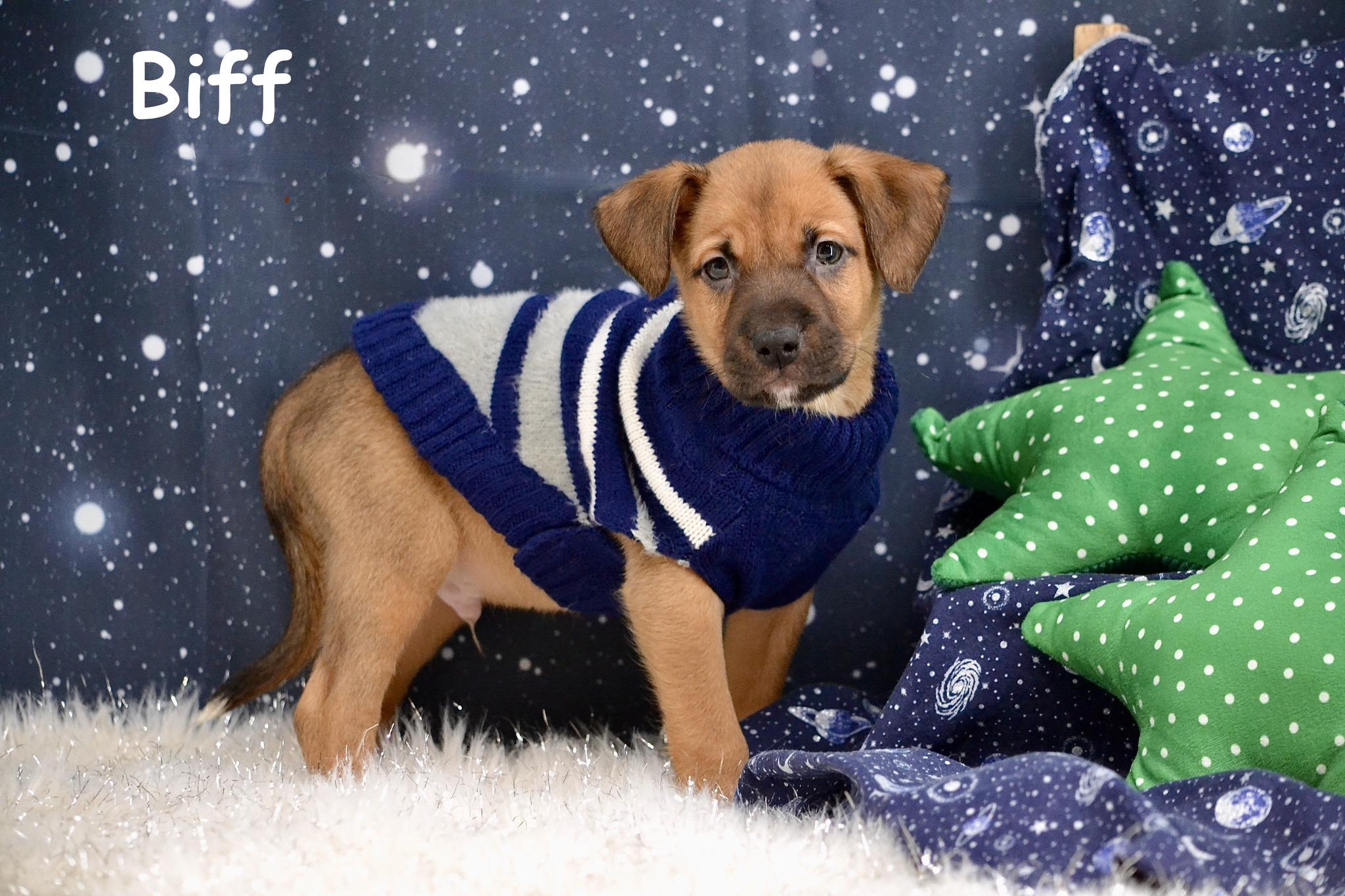 Dog for adoption - Biff, a Hound & Australian Cattle Dog / Blue Heeler Mix in Sevierville, TN ...