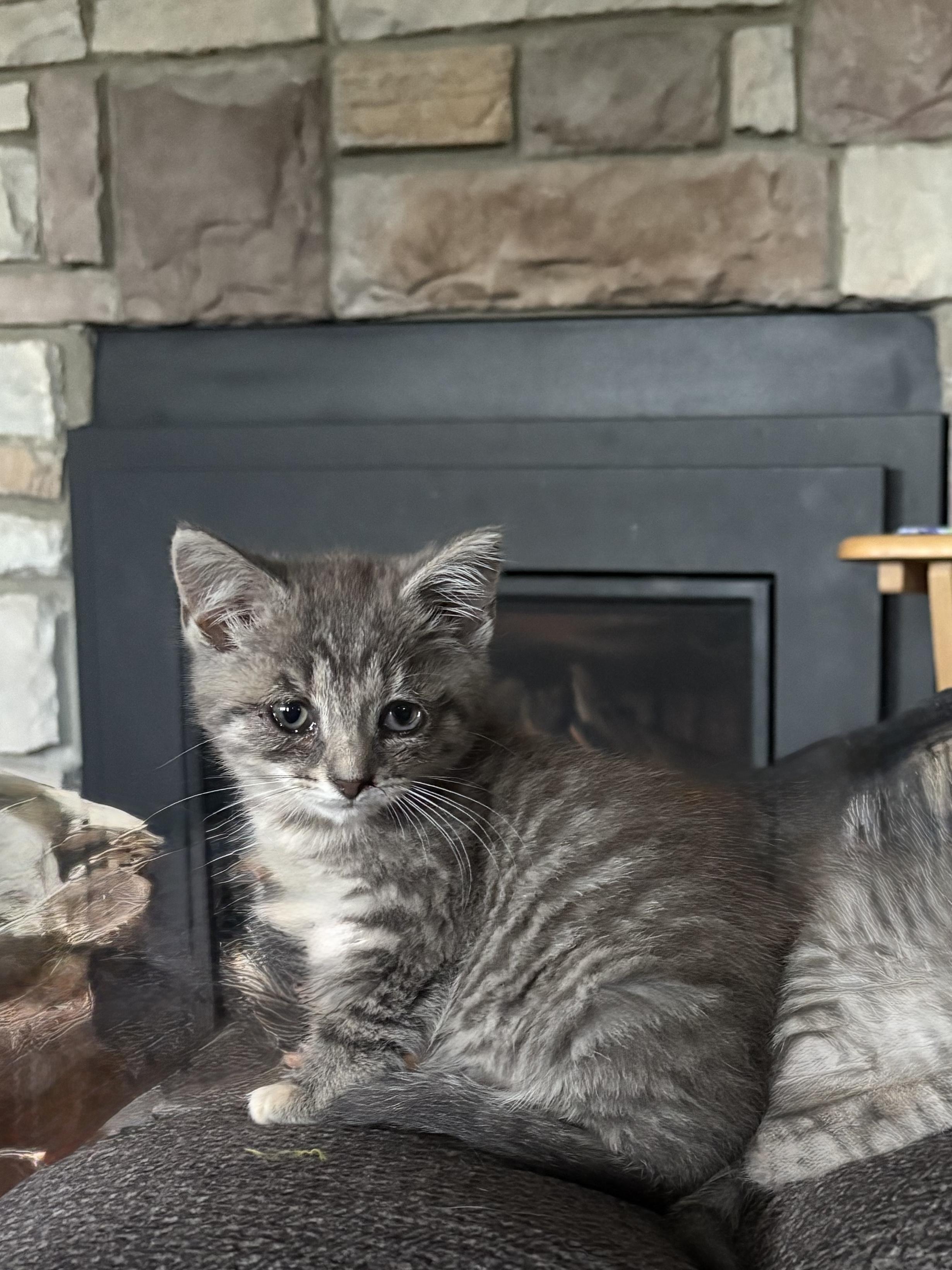 Cat for adoption - Harlow, an American Shorthair in Big Rapids, MI ...