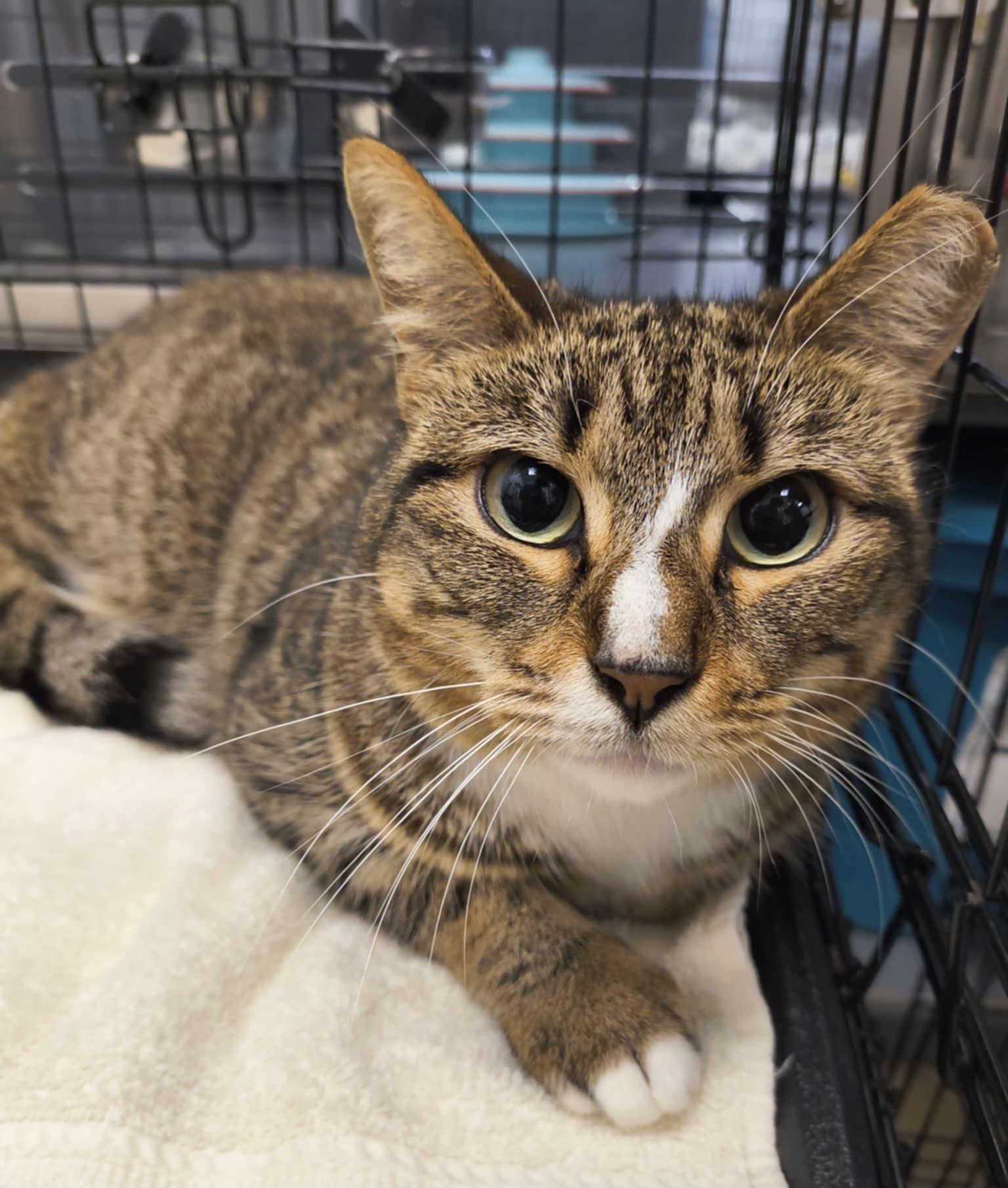 Cat for adoption - Bryce, a Domestic Short Hair in staten island, NY ...