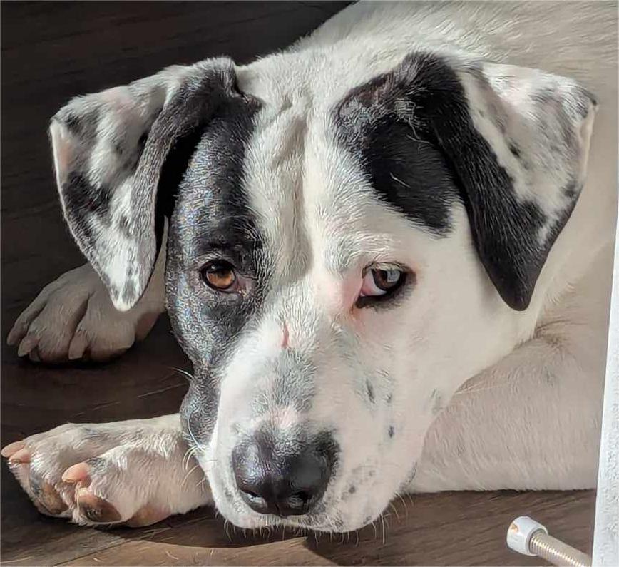 Dog for adoption - Douglas, an English Pointer & Labrador Retriever Mix ...