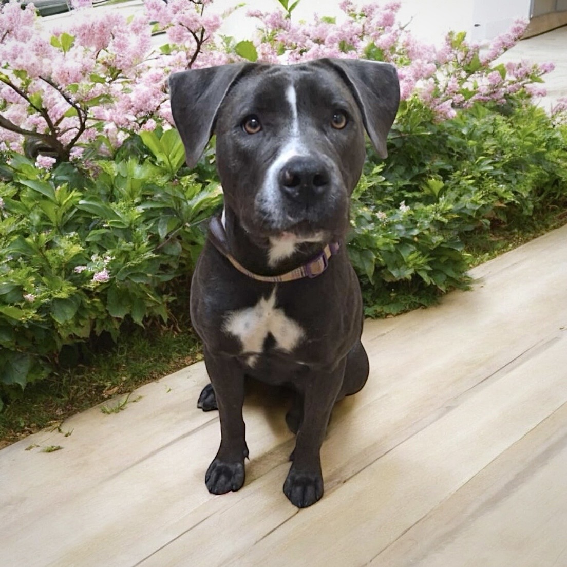 Dog for adoption - Georgia, a Pit Bull Terrier in Hartford, VT | Petfinder