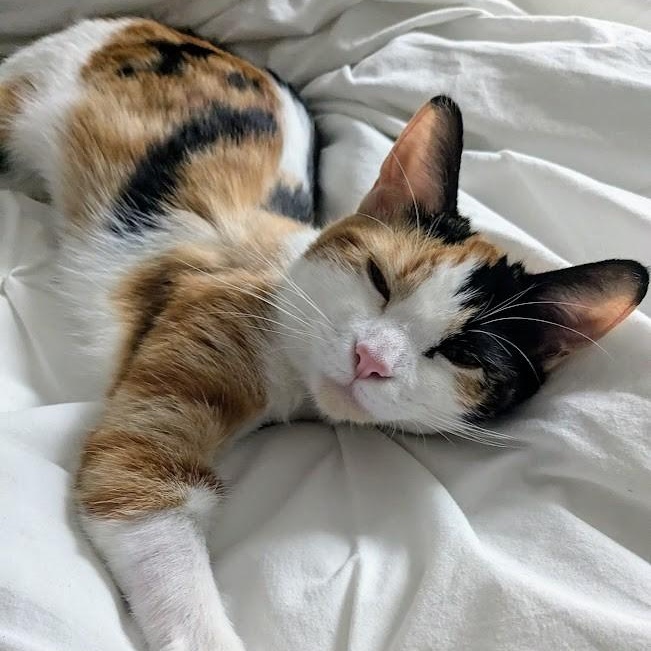 Cat for adoption - Afrodita (aka DiDi), a Calico in Chicago, IL | Petfinder
