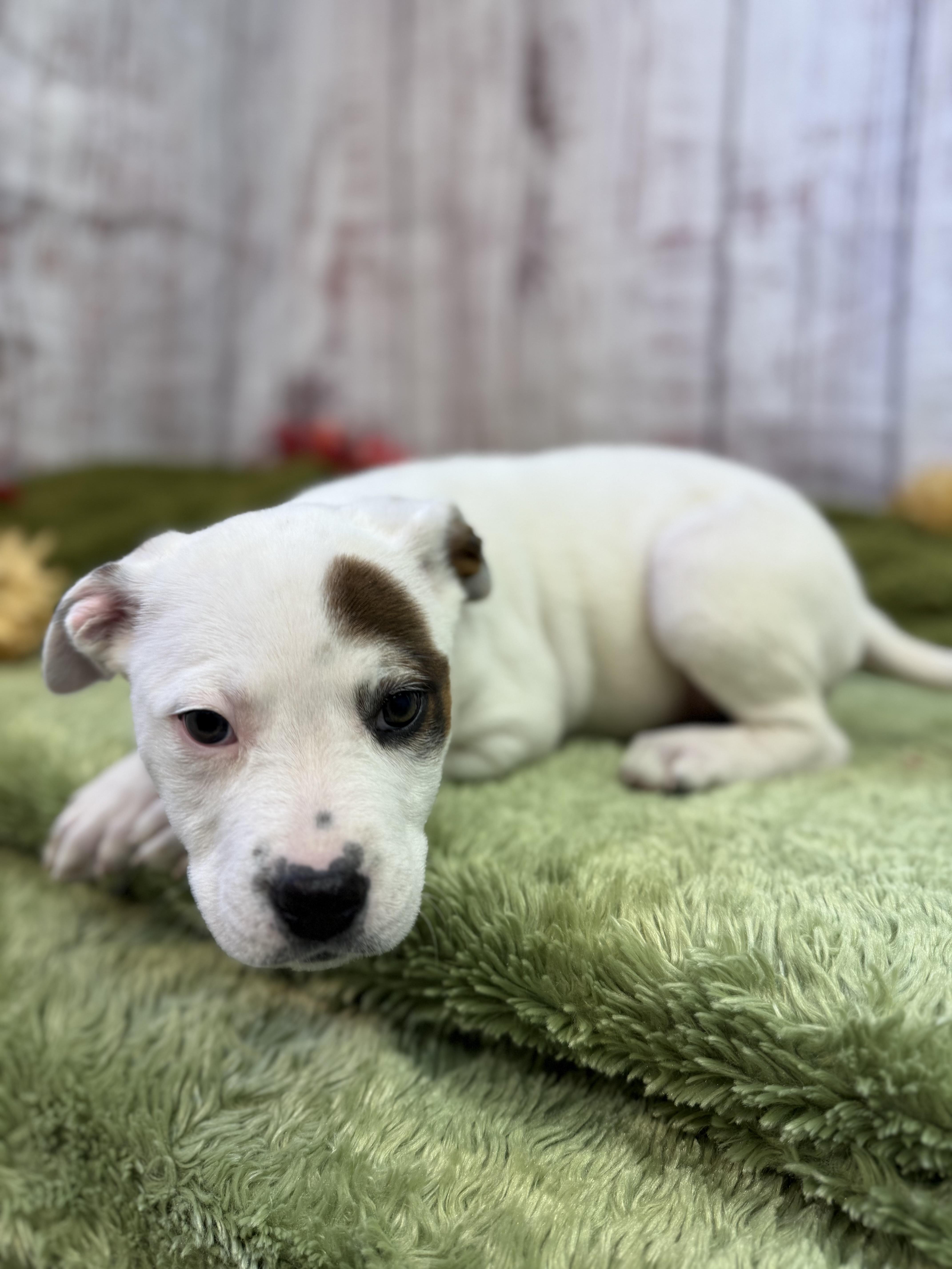 Dog for adoption - Maggie, an American Bully & Australian Cattle Dog ...