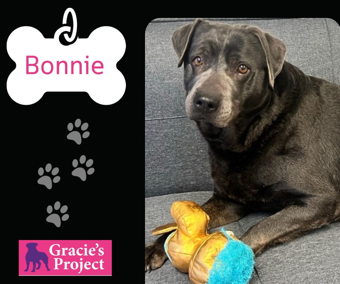 Dog for adoption - Bonnie, a Labrador Retriever Mix in Syracuse, NY ...