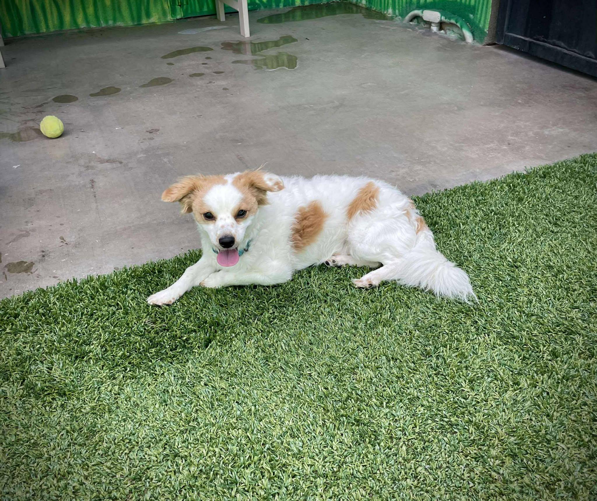 Dog for adoption - Chipper, a Papillon Mix in Phoenix, AZ | Petfinder