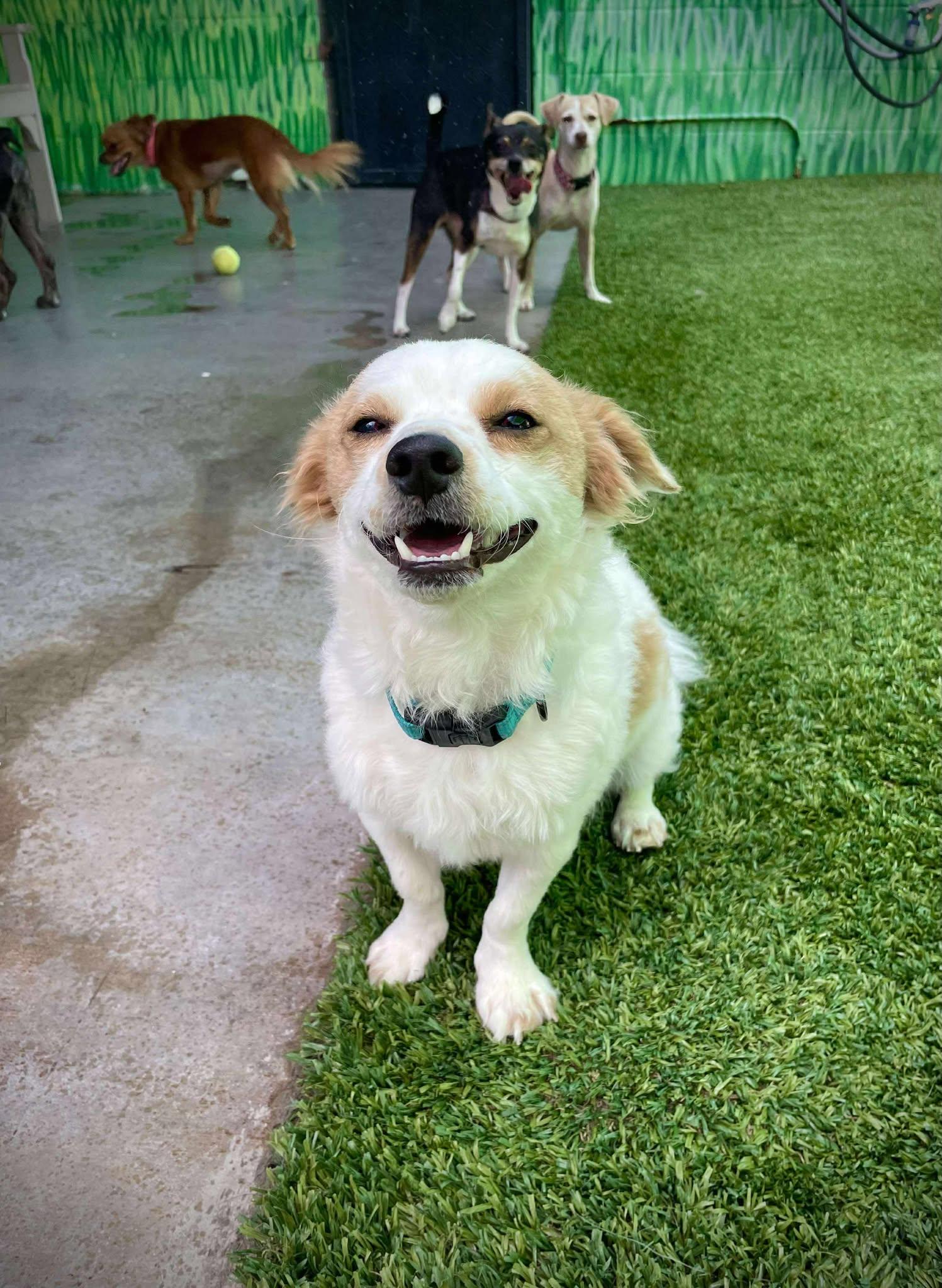 Dog for adoption - Chipper, a Papillon Mix in Phoenix, AZ | Petfinder