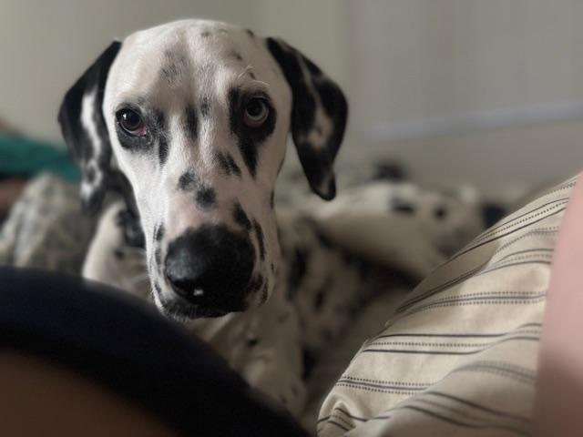 Dog for adoption - Chance-Indio, CA, a Dalmatian in San Diego, CA ...