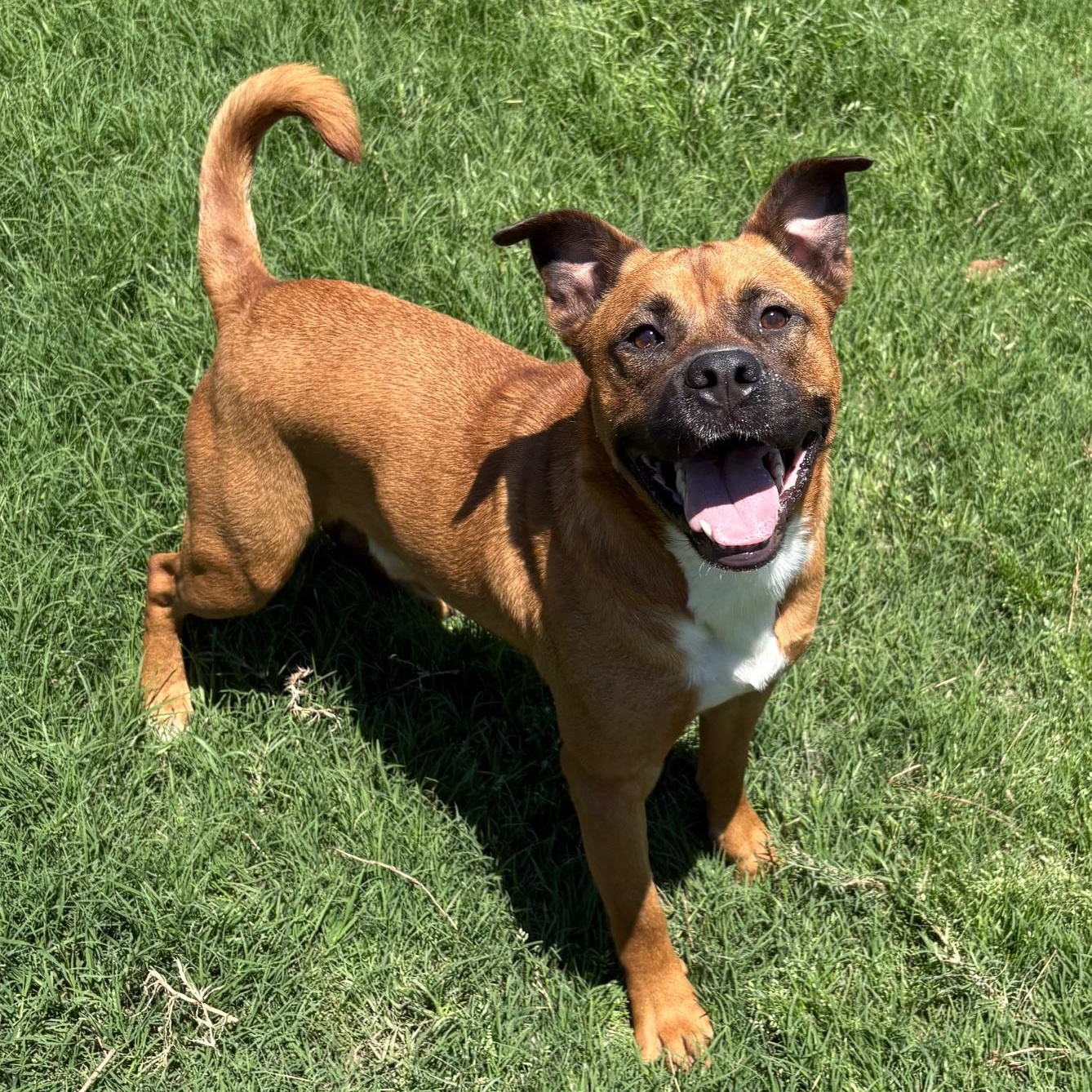 Dog for adoption - Rusty, a Black Mouth Cur & Shepherd Mix in Benton ...