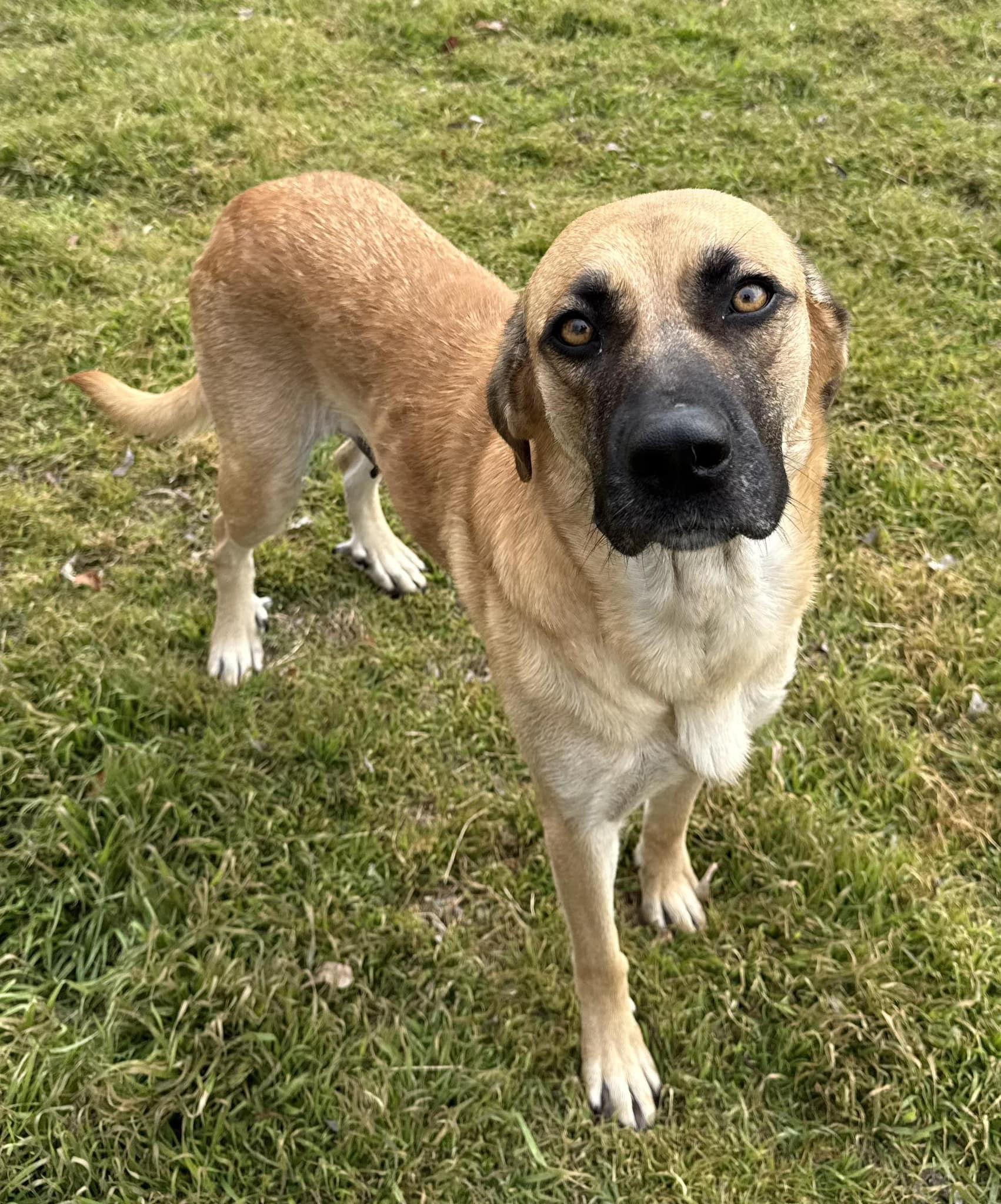 Dog for adoption - Selena, a Black Mouth Cur & Anatolian Shepherd Mix ...