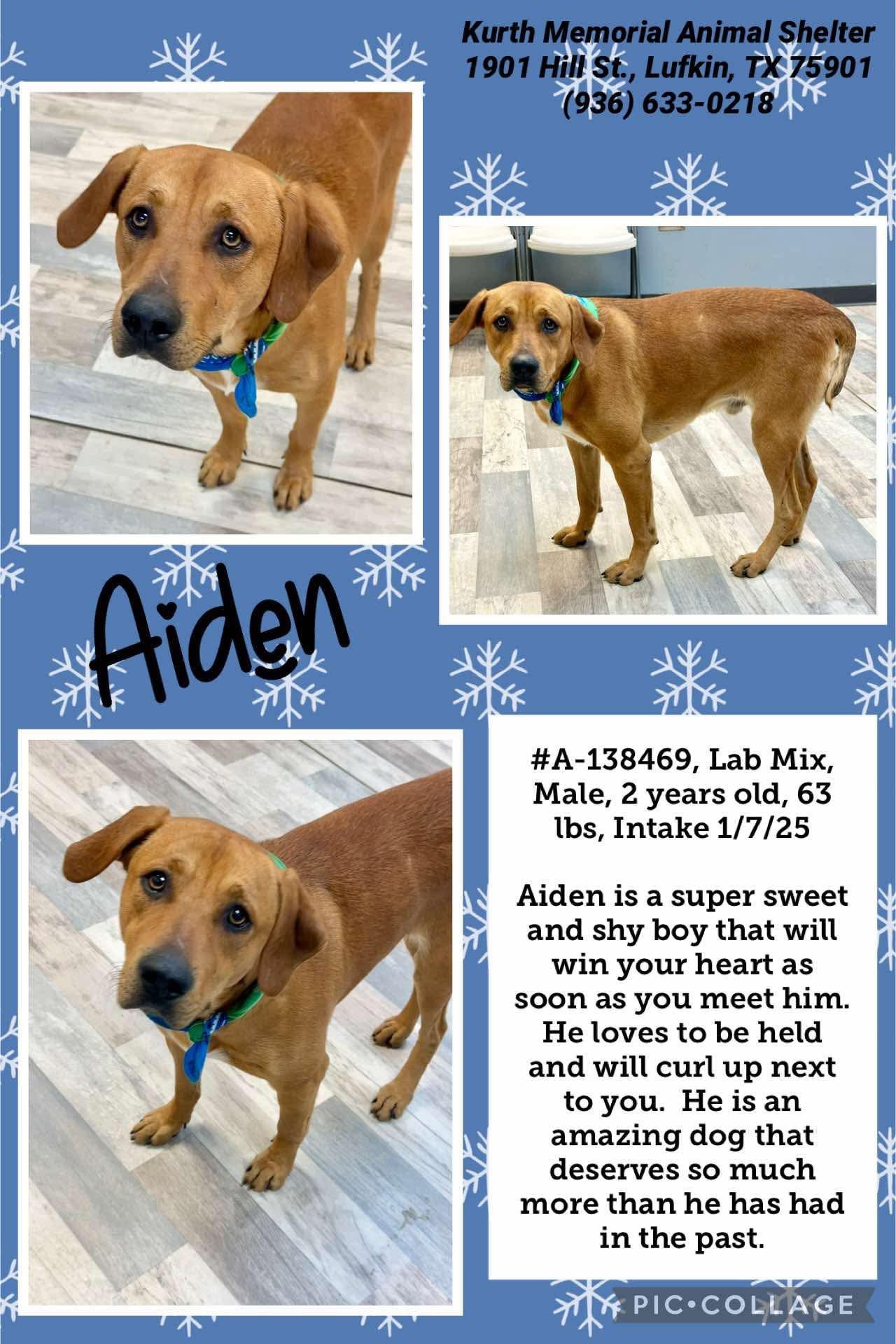 Dog for adoption - Aiden, a Labrador Retriever Mix in Aulac, NB | Petfinder