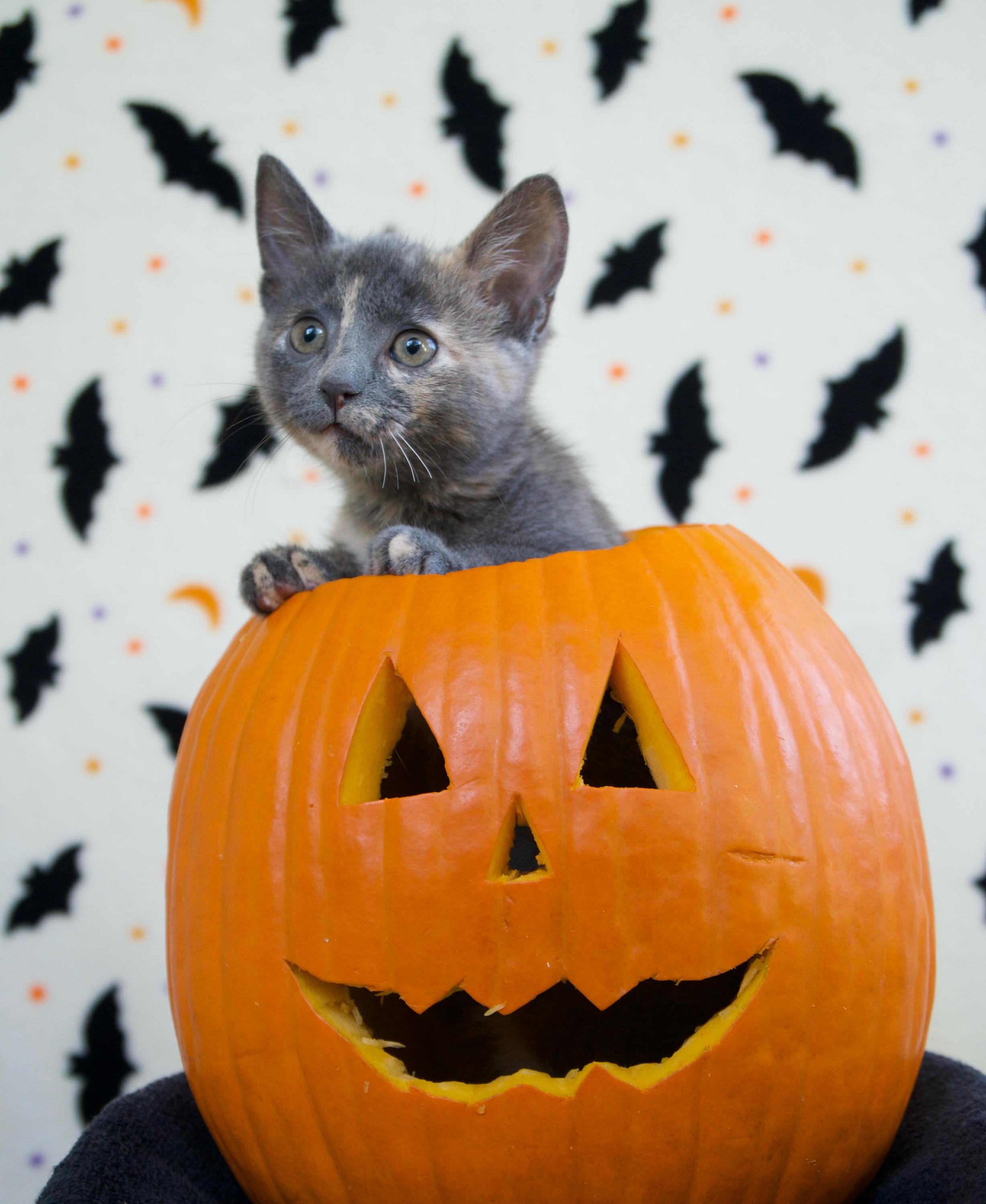 Cat for adoption - Jelly Bean, a Dilute Tortoiseshell in Wayne, NJ ...