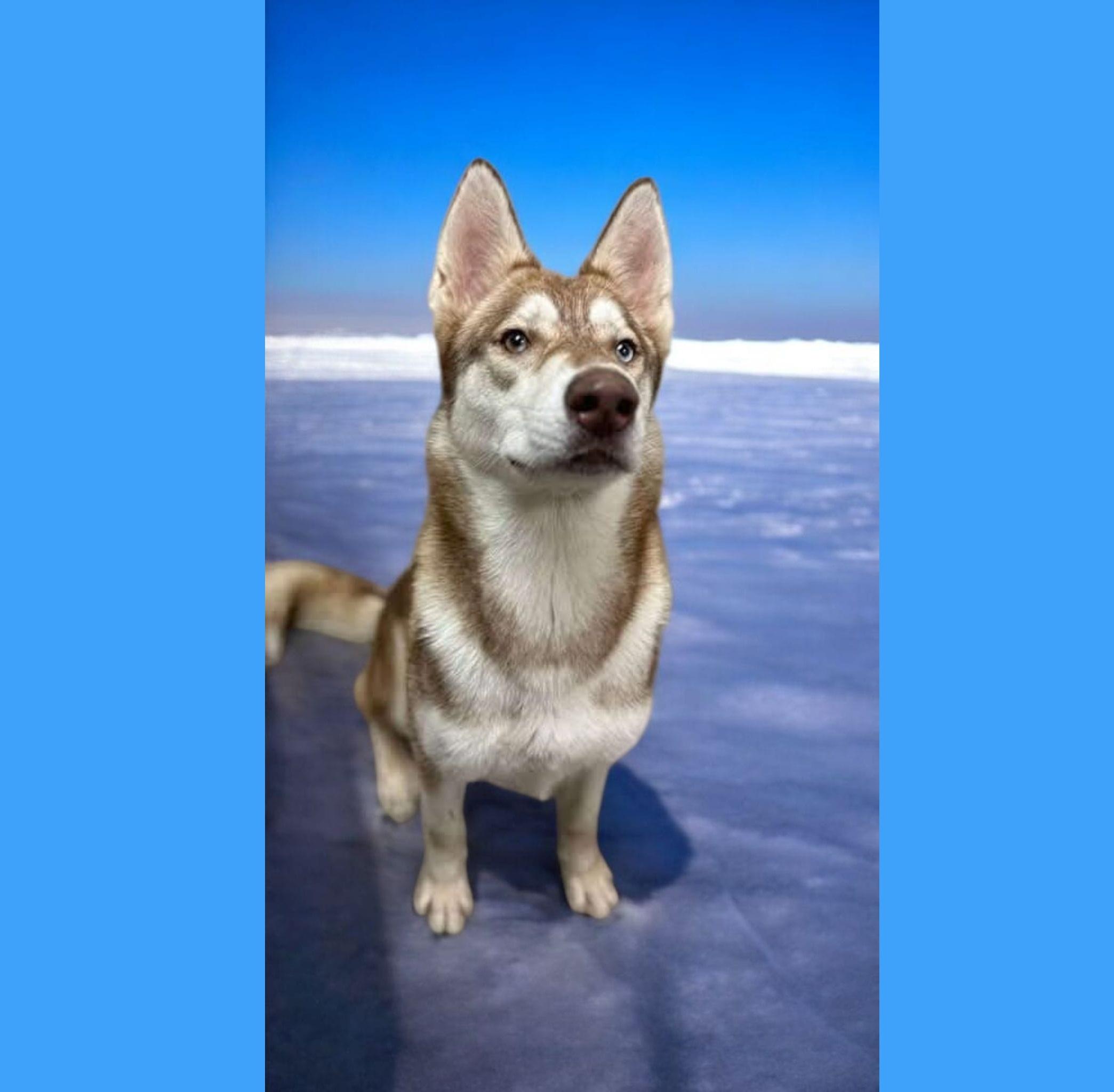 Dog for adoption - Thai, a Husky in Salt Lake City, UT | Petfinder