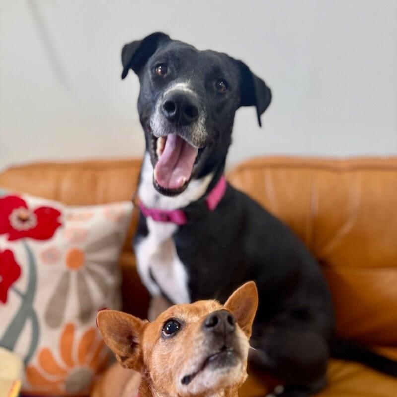 Dog for adoption - Pepper Potts the Perfect Pup, a Black Labrador Retriever & Pointer Mix in ...