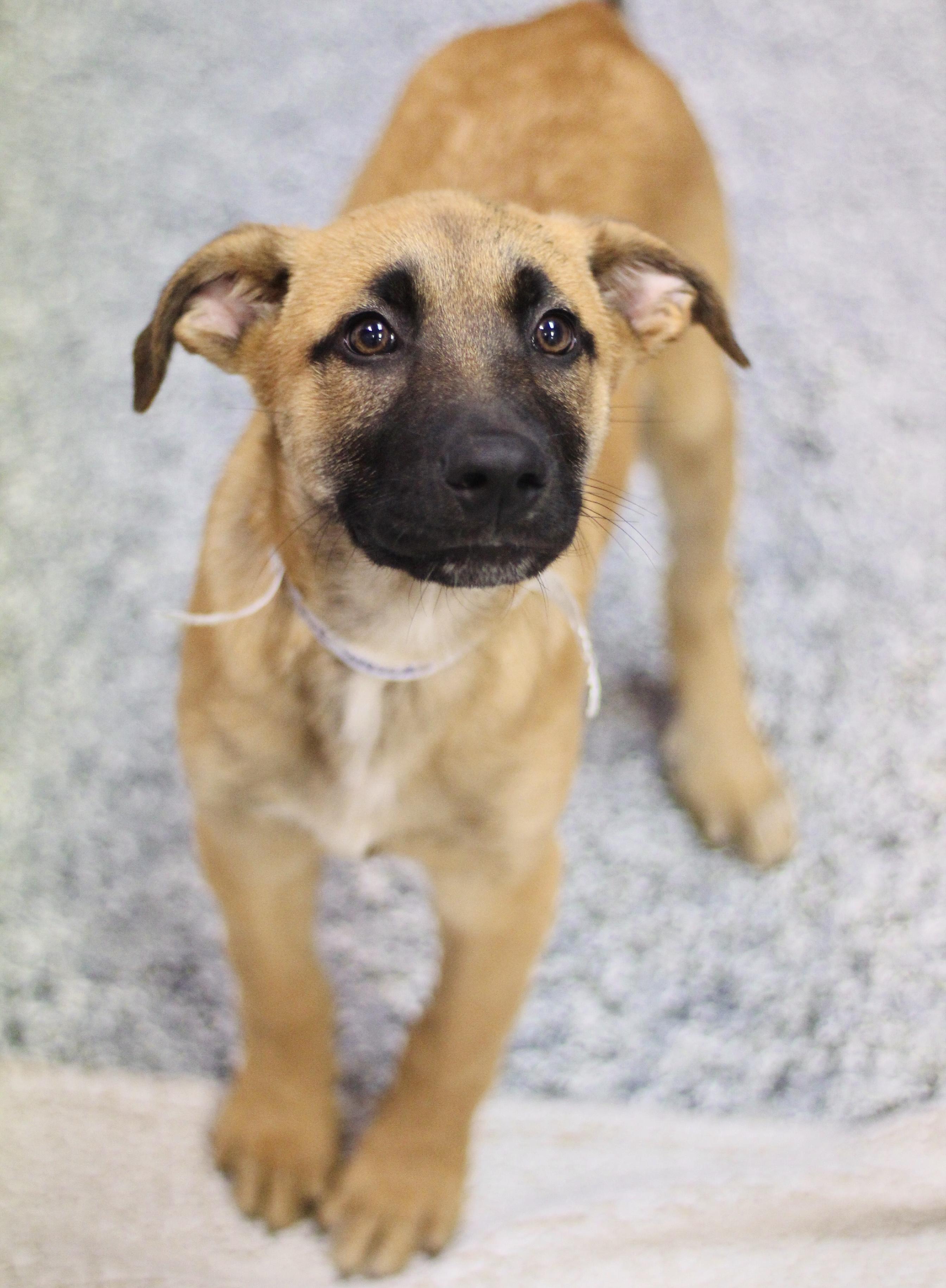 Dog for adoption - Topaz in NH! Come Meet our Adoptable Dogs Wednesday ...