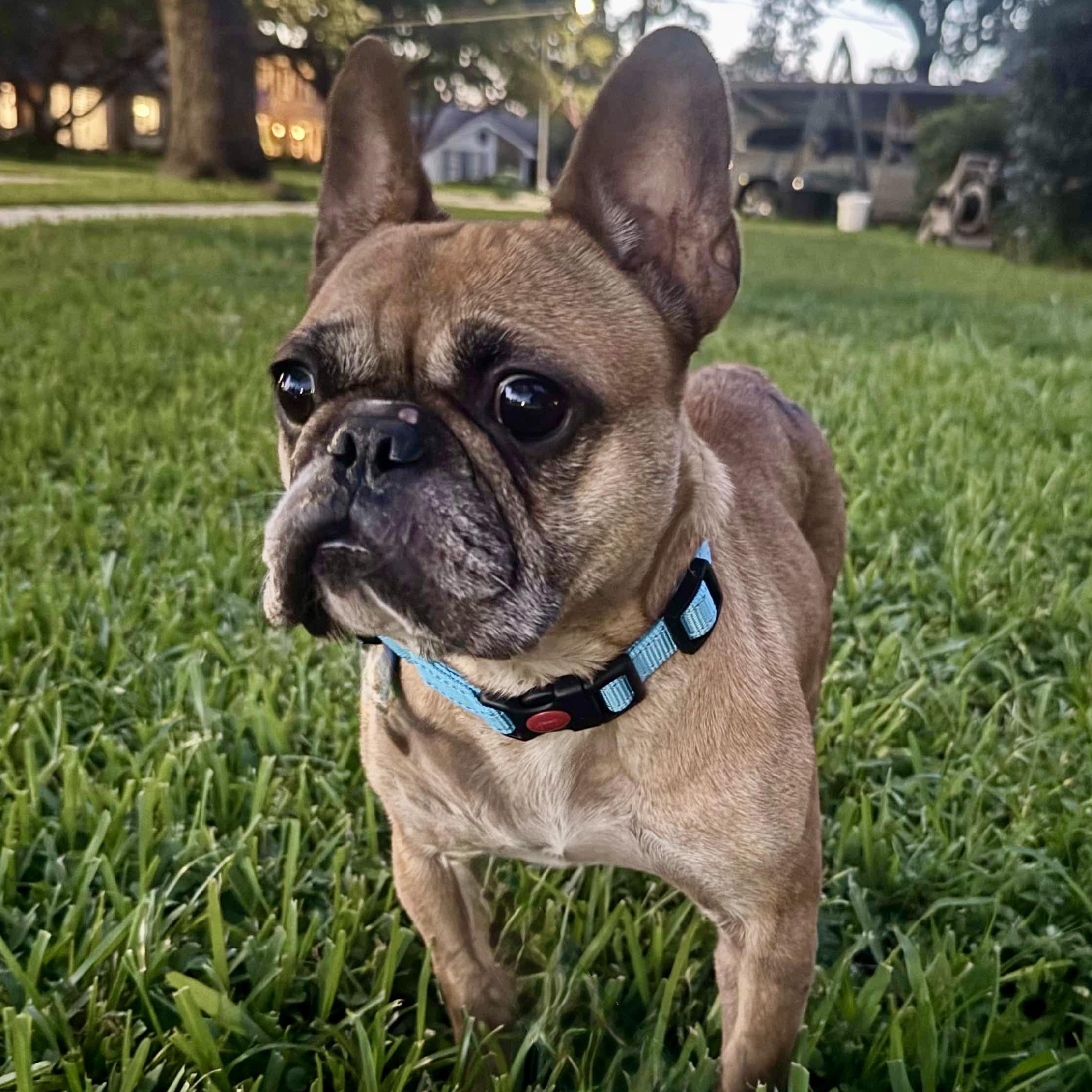 Dog for adoption - Brioche, a French Bulldog in Hamel, IL | Petfinder