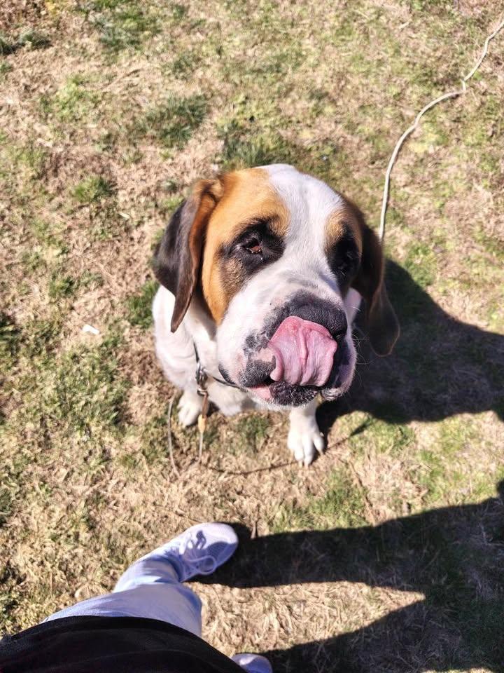 Dog for adoption - Kiko, a Saint Bernard in Kutztown, PA | Petfinder