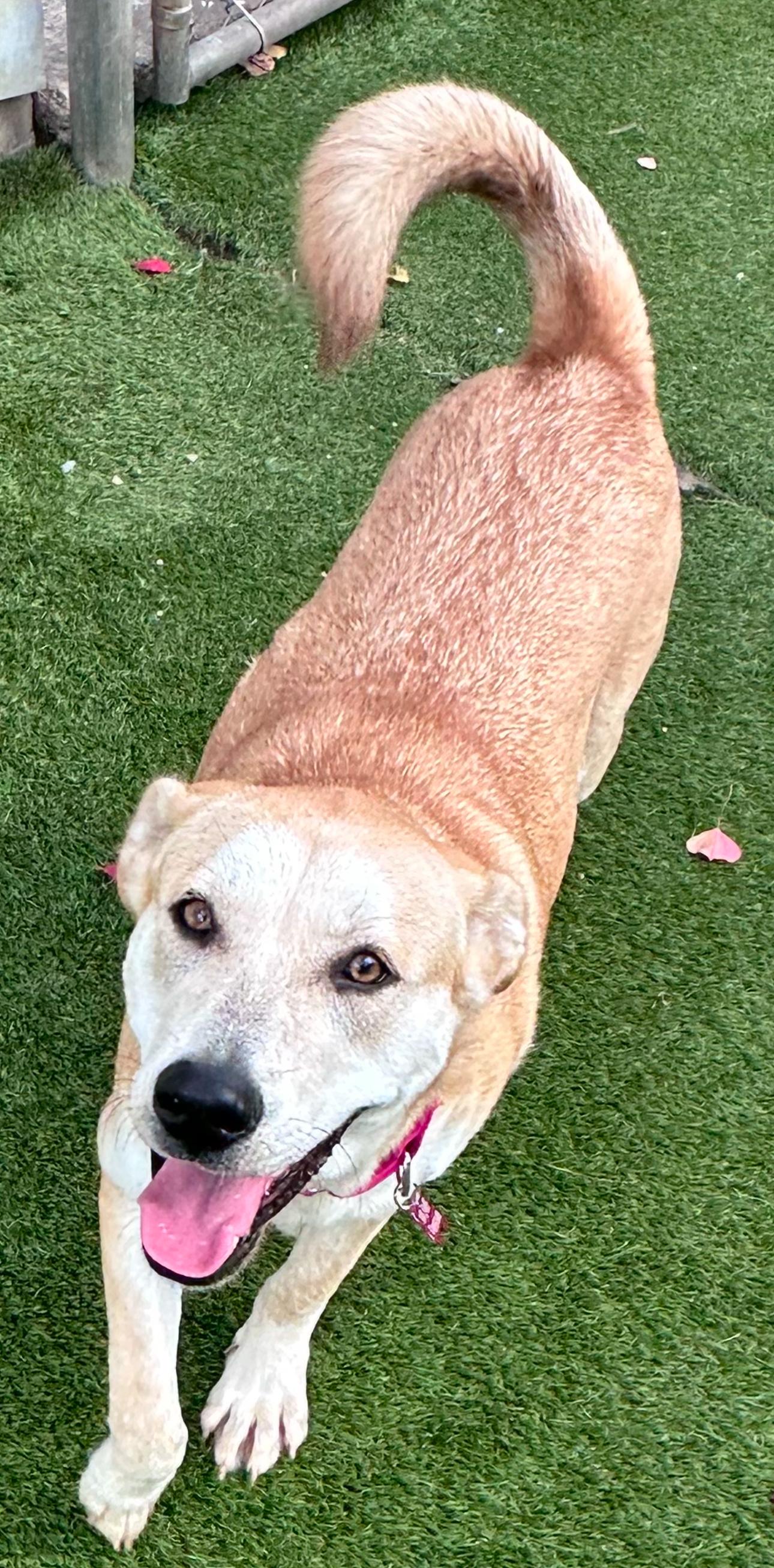 Dog for adoption - Tully, a Labrador Retriever in Houston, TX | Petfinder