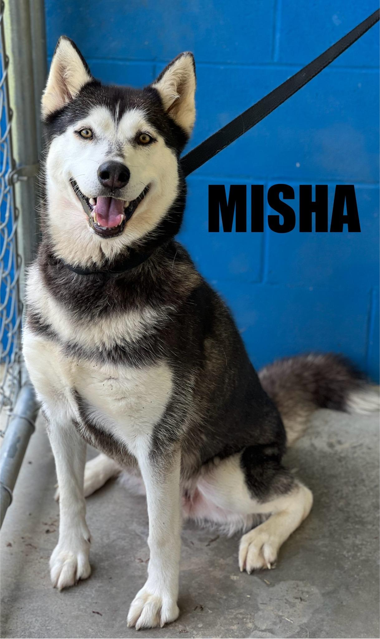 Dog for adoption - Misha, a Husky Mix in Snow Hill, NC | Petfinder
