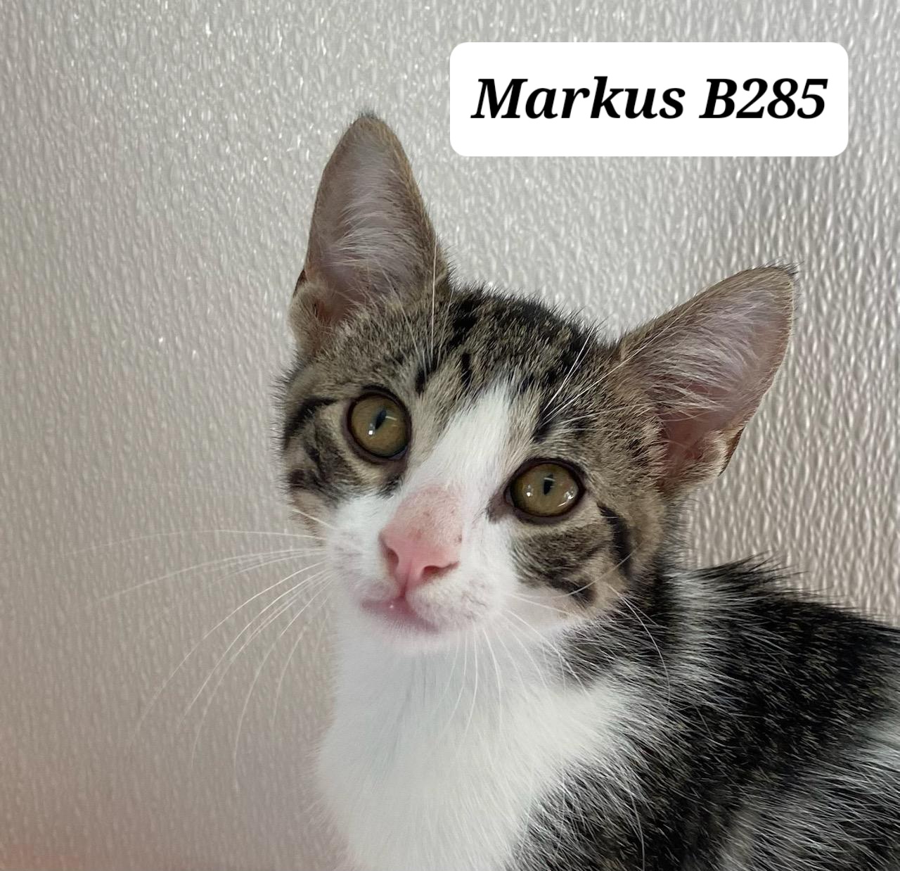 Cat for adoption - Markus, a Domestic Short Hair in Morganton, NC ...