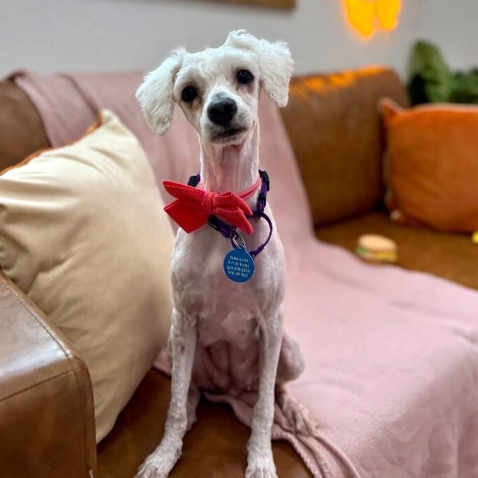 Dog for adoption - Buffy, a Poodle & Miniature Poodle Mix in Austin, TX ...