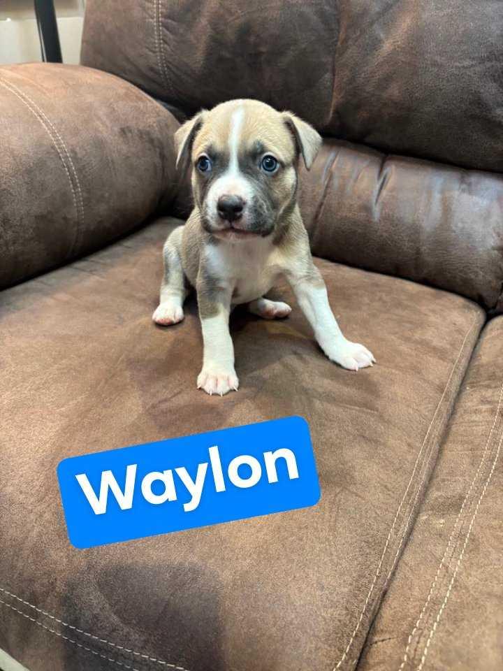 Dog for adoption - Waylon, a Pit Bull Terrier in Harrodsburg, KY | Petfinder