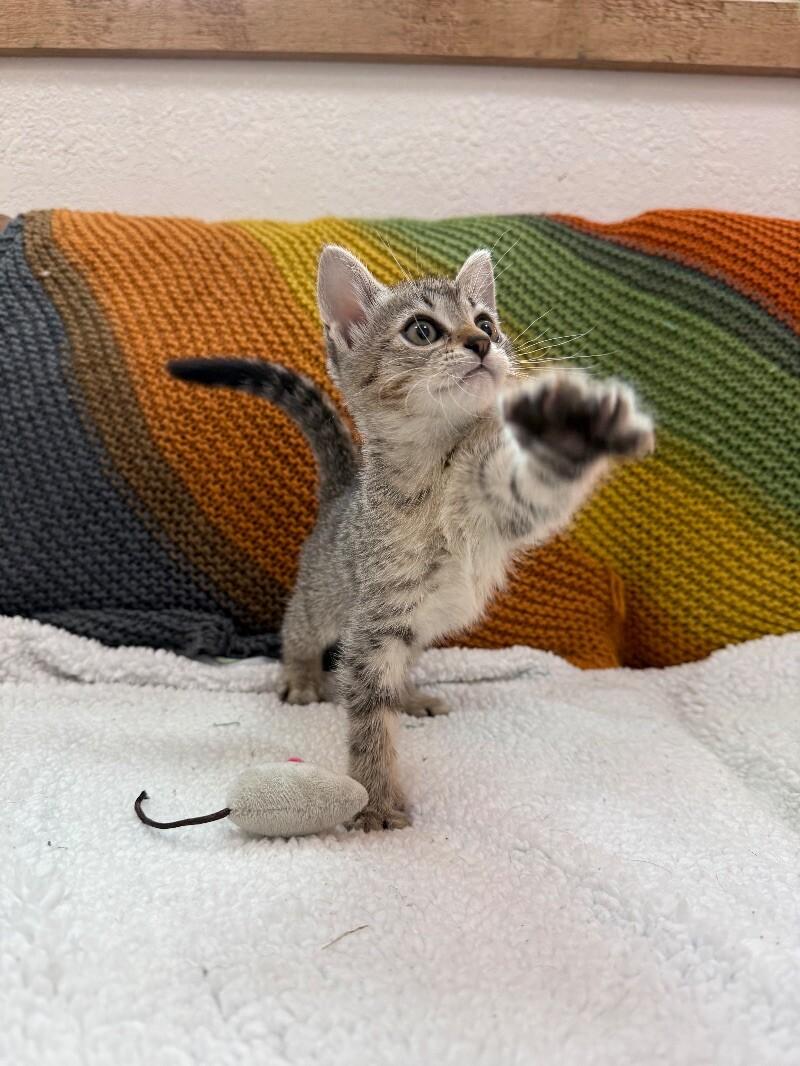 Cat for adoption - Bumblebee Ward, a Tabby Mix in Montreal, QC | Petfinder