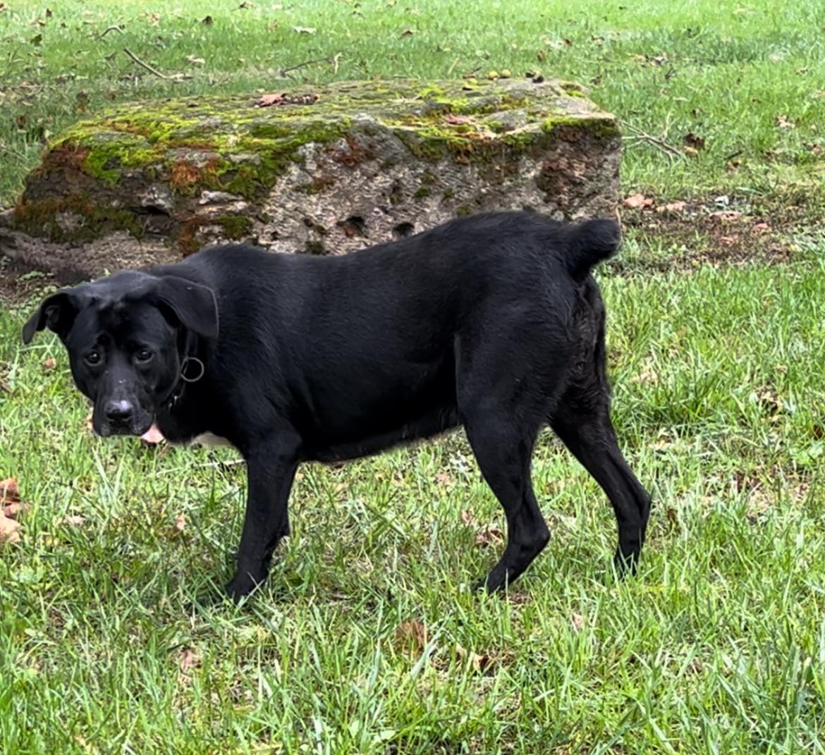 Dog for adoption - Mae, a Black Labrador Retriever & Pointer Mix in ...