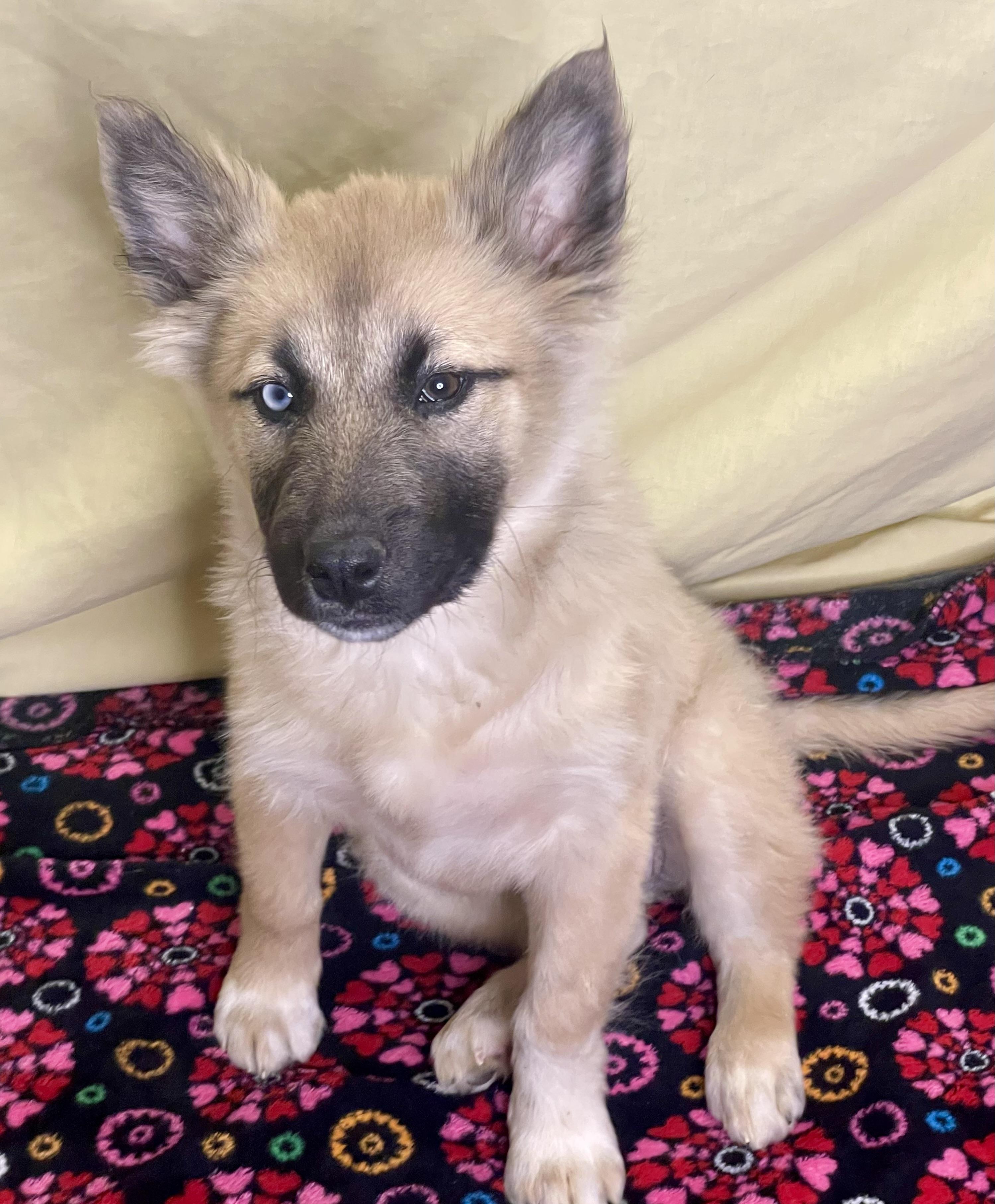 Dog for adoption - Sienna, a Husky & Shepherd Mix in Lacon, IL | Petfinder