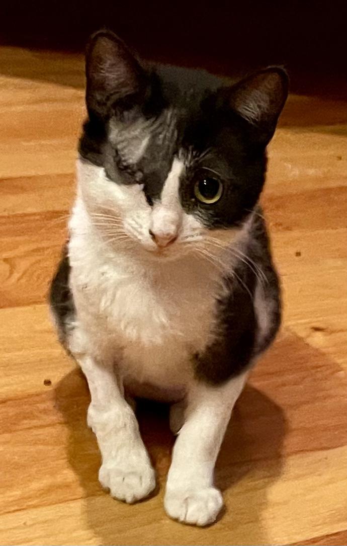 Cat for adoption - Betty Boop, a Domestic Short Hair in Clarkesville, GA | Petfinder