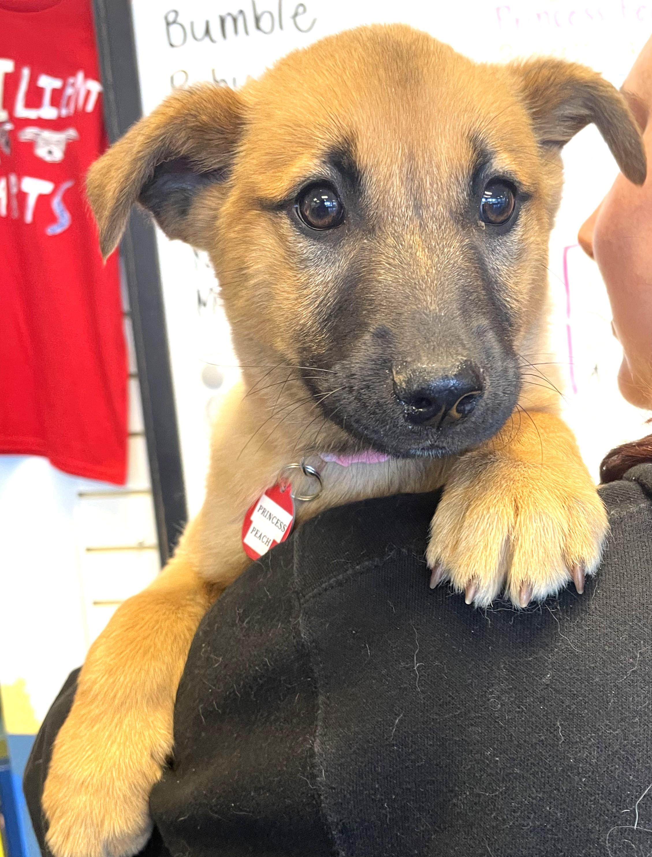 Dog for adoption - Princess Peach, a German Shepherd Dog Mix in Seattle ...